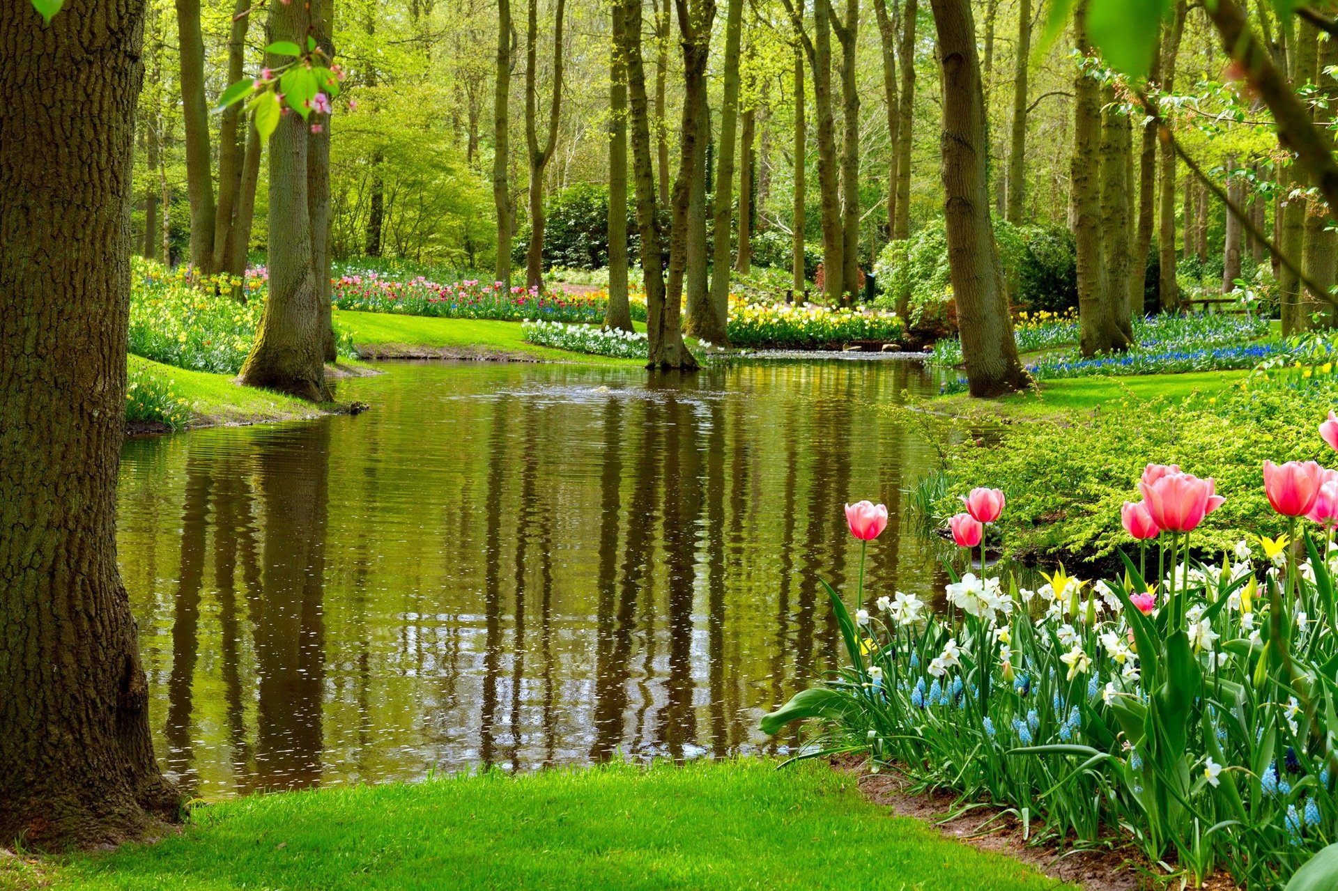 Serene Tulip Pond HD Wallpaper – A Tranquil Park Photography Masterpiece