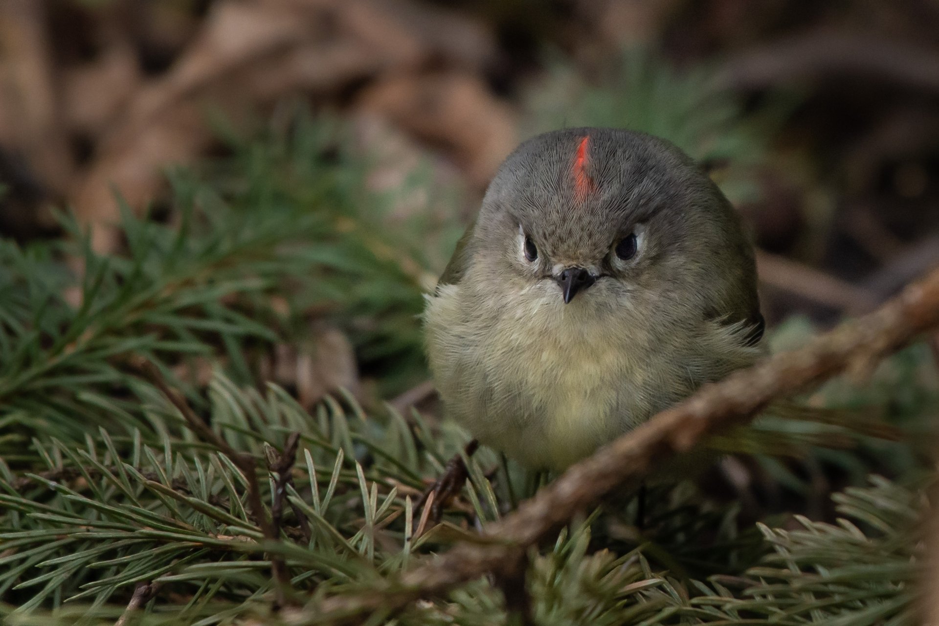 HD Wildlife Portrait: Charming Forest Bird in Natural Habitat ...