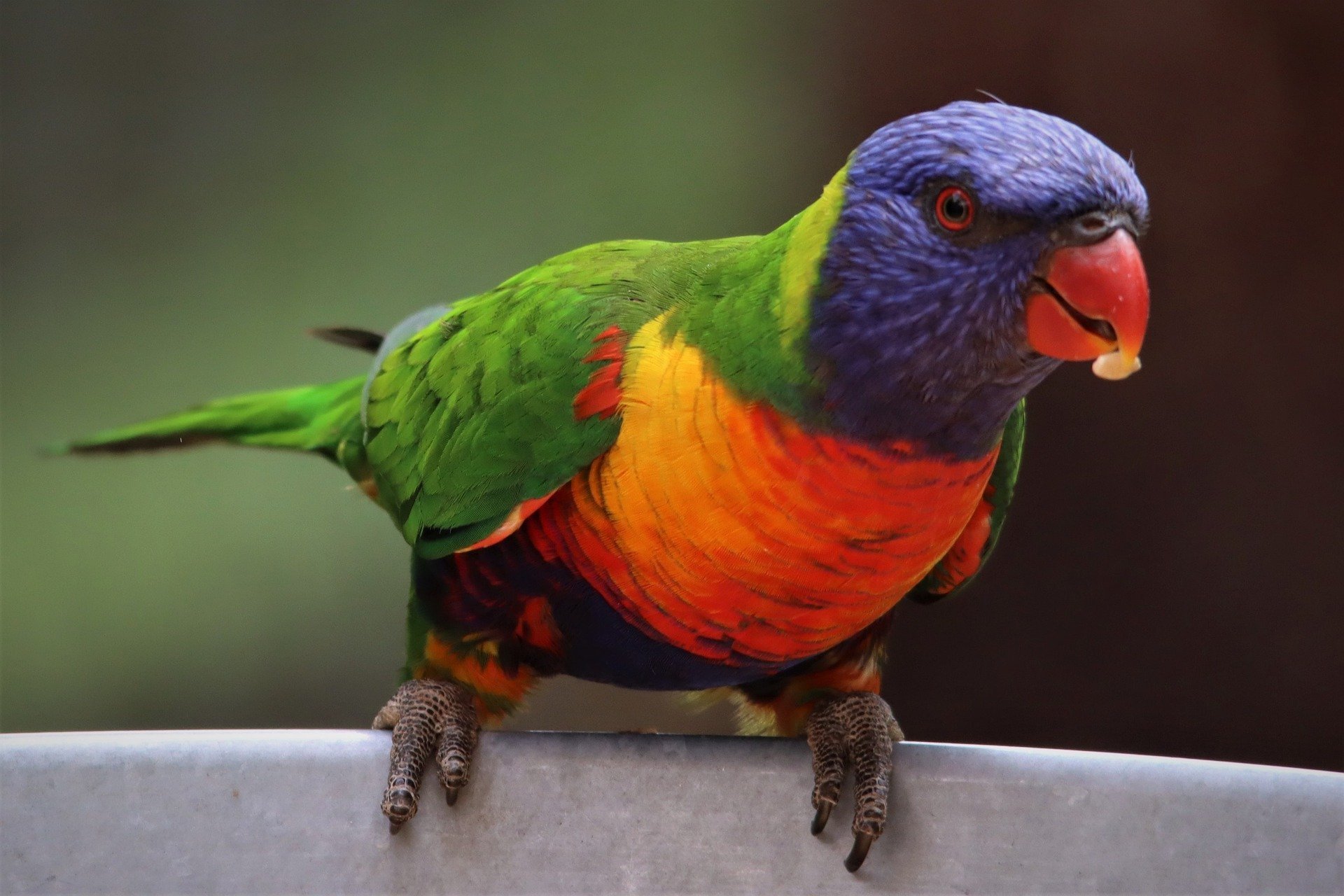 Download Parrot Animal Rainbow Lorikeet HD Wallpaper