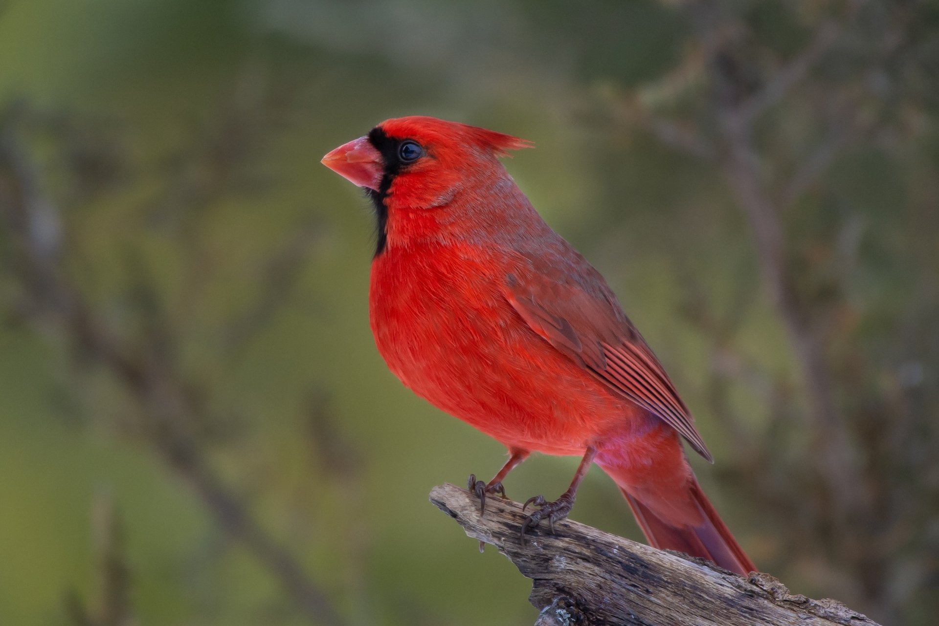 Download Animal Cardinal HD Wallpaper