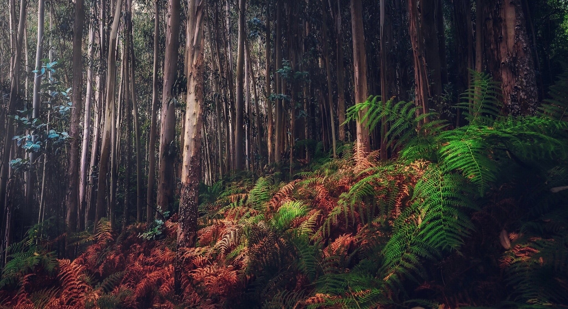 Download Forest Nature Fern HD Wallpaper