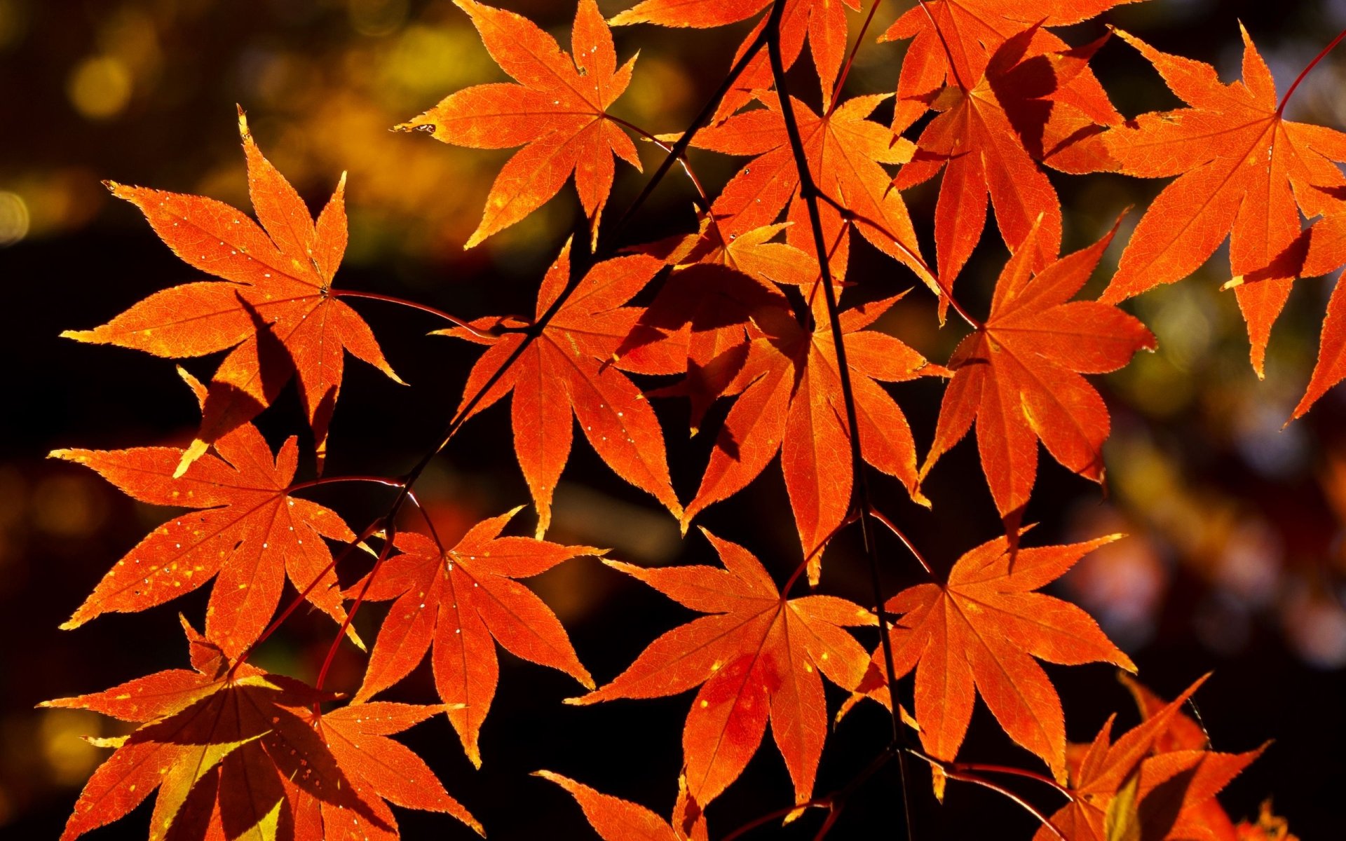 Download Maple Leaf Fall Nature Leaf HD Wallpaper