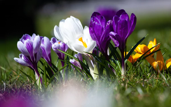 [80+] Crocus 4k Wallpapers
