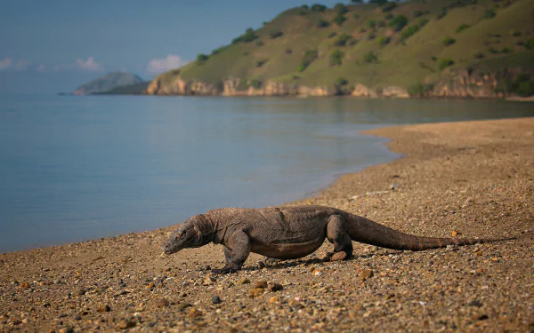 [10+] Komodo Dragon Wallpapers