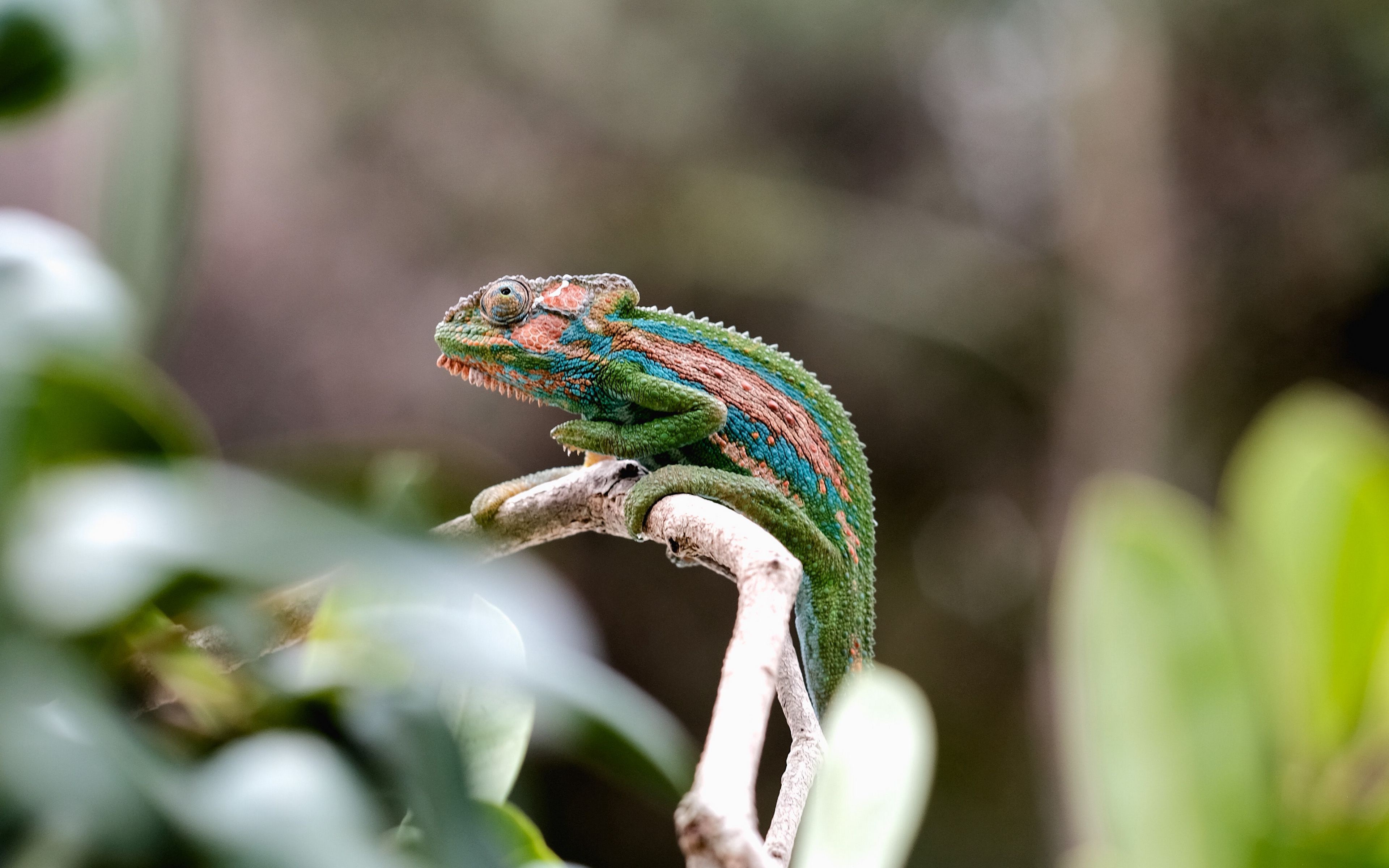 Download Reptile Branch Animal Chameleon 4k Ultra HD Wallpaper