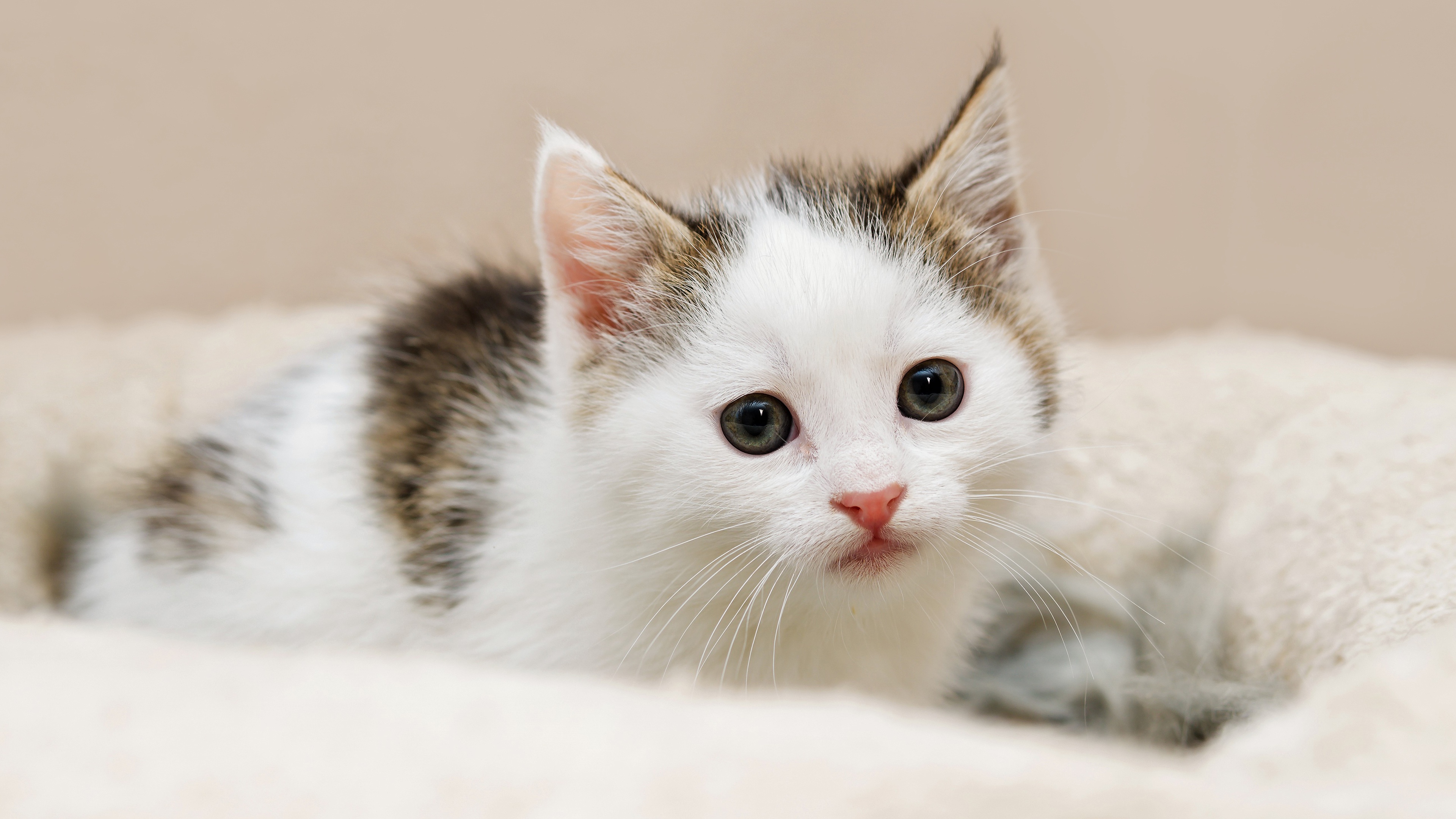 4K Ultra HD Adorable Kitten Close-Up: Stunning Cat Wallpaper