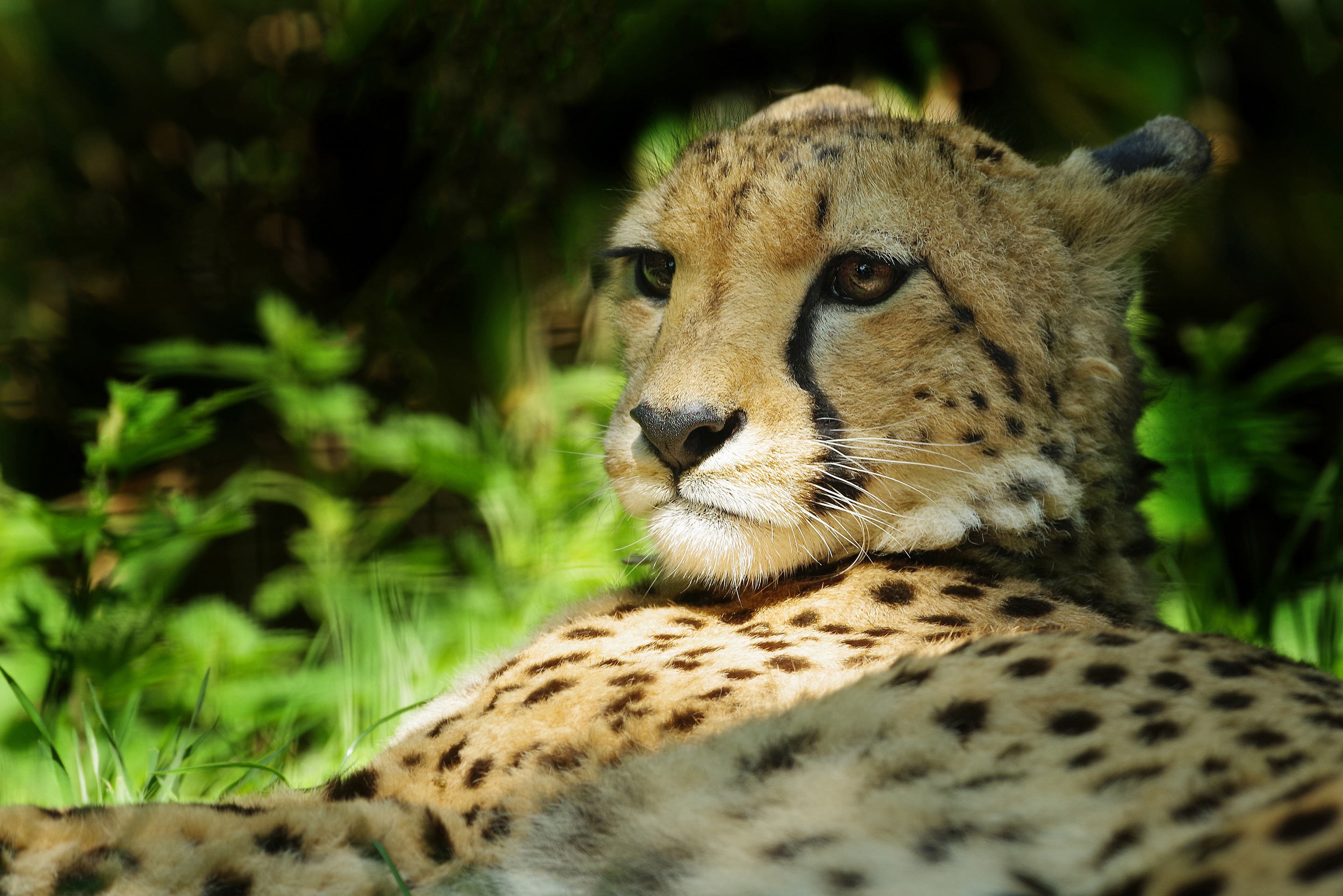 Download Animal Cheetah HD Wallpaper