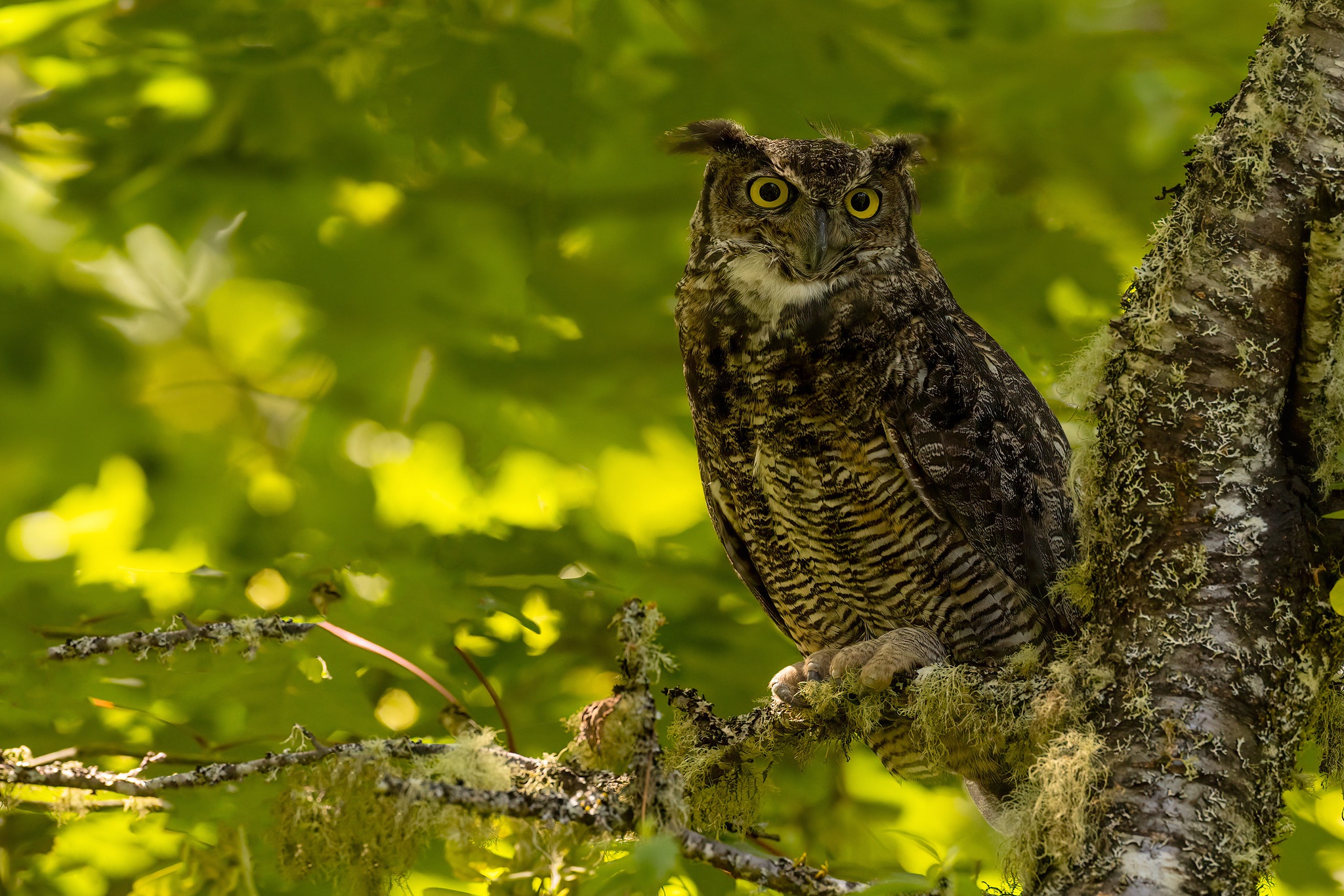 Download Bird Owl Animal Great Horned Owl HD Wallpaper