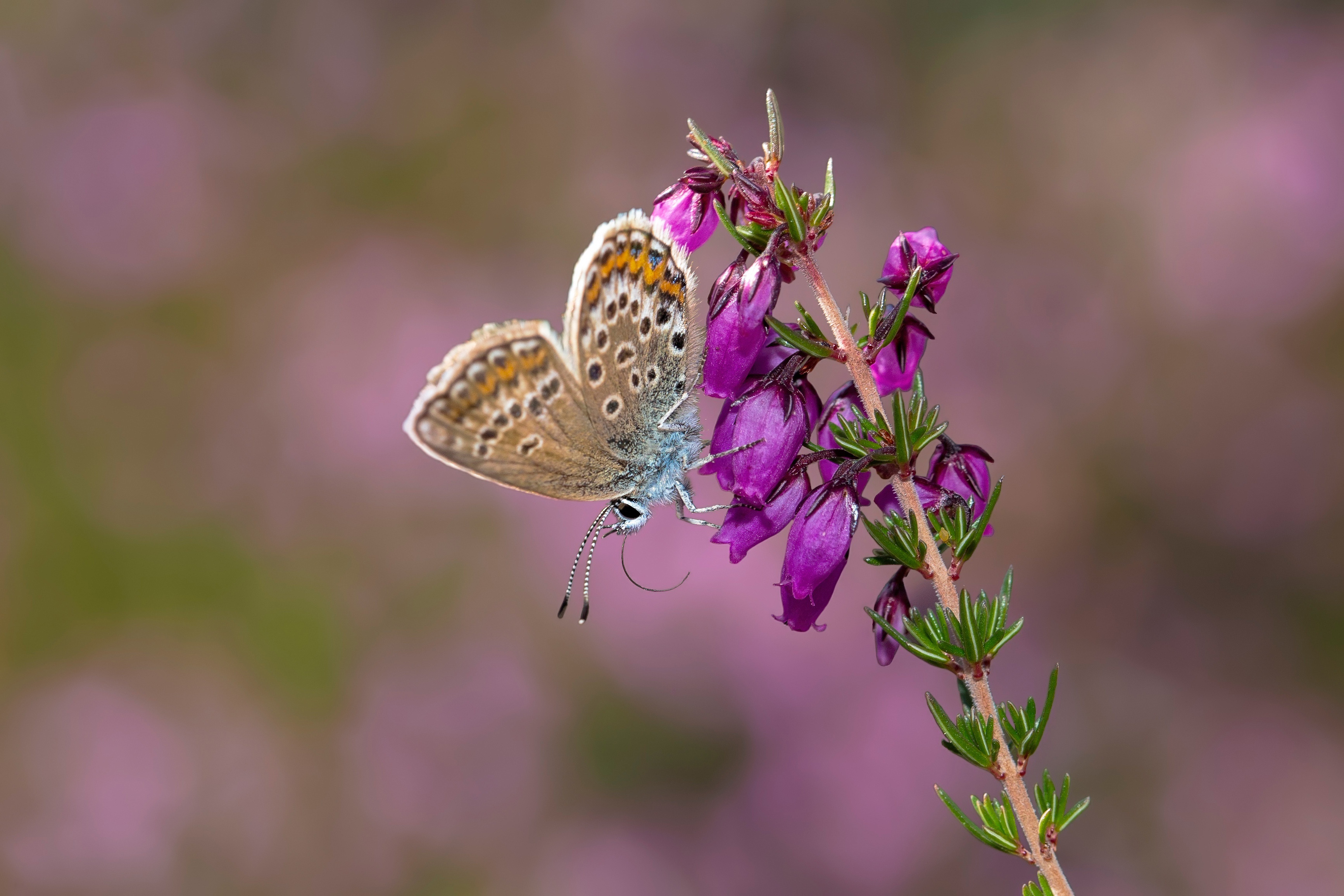 Download Insect Pink Flower Flower Macro Animal Butterfly HD Wallpaper