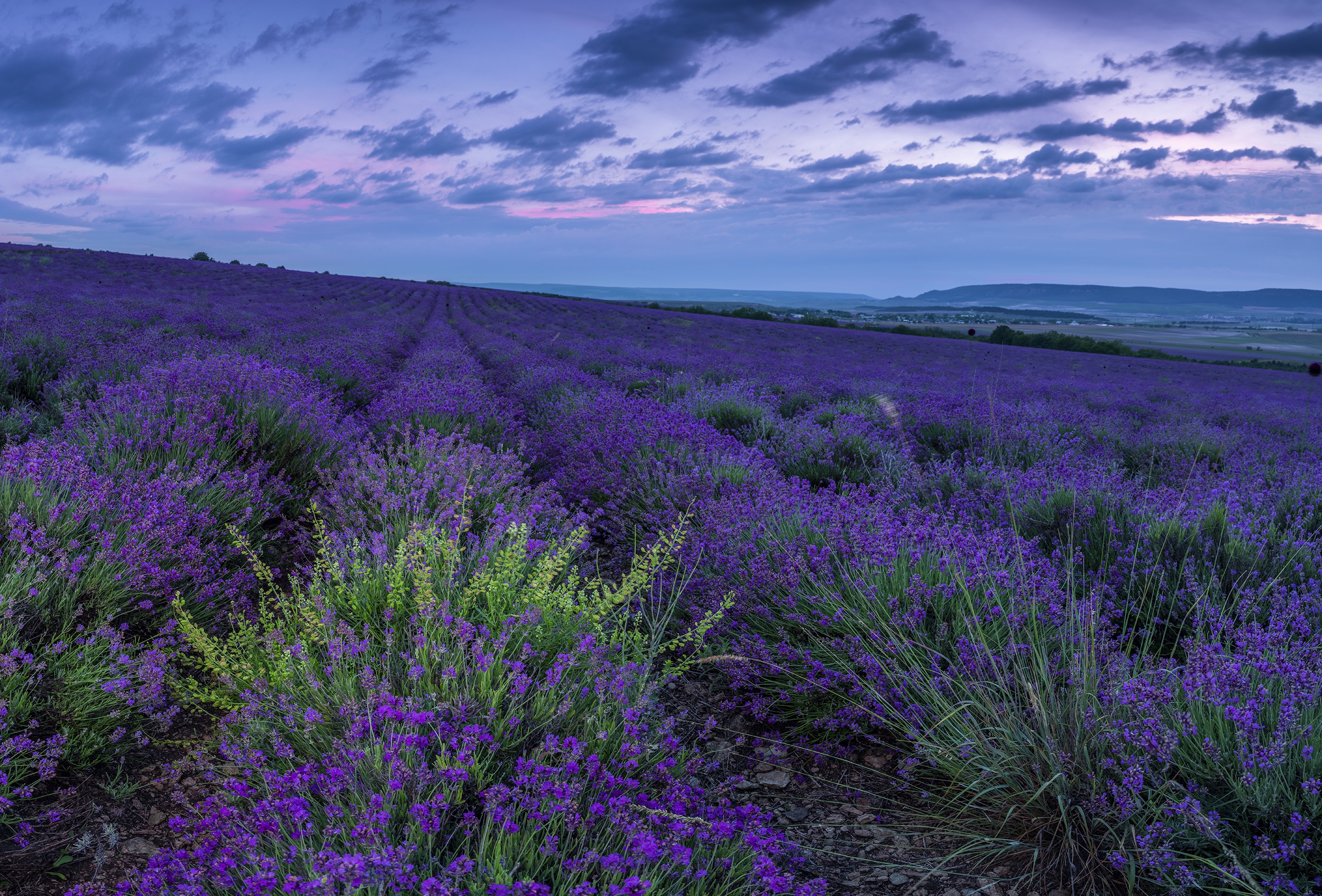 Download Purple Flower Nature Landscape Field Lavender HD Wallpaper