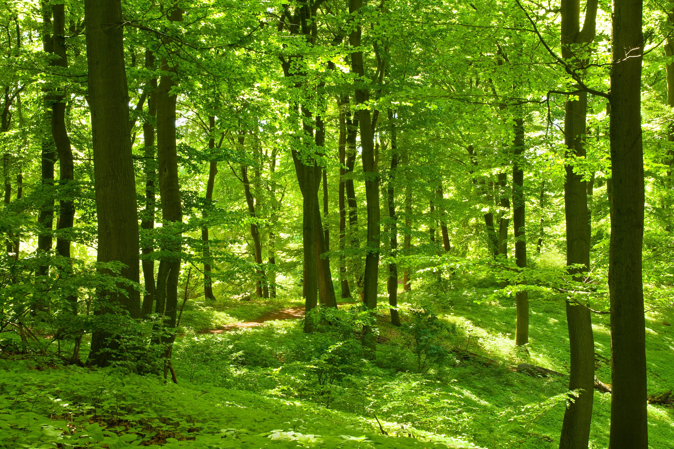 Forest HD Wallpaper