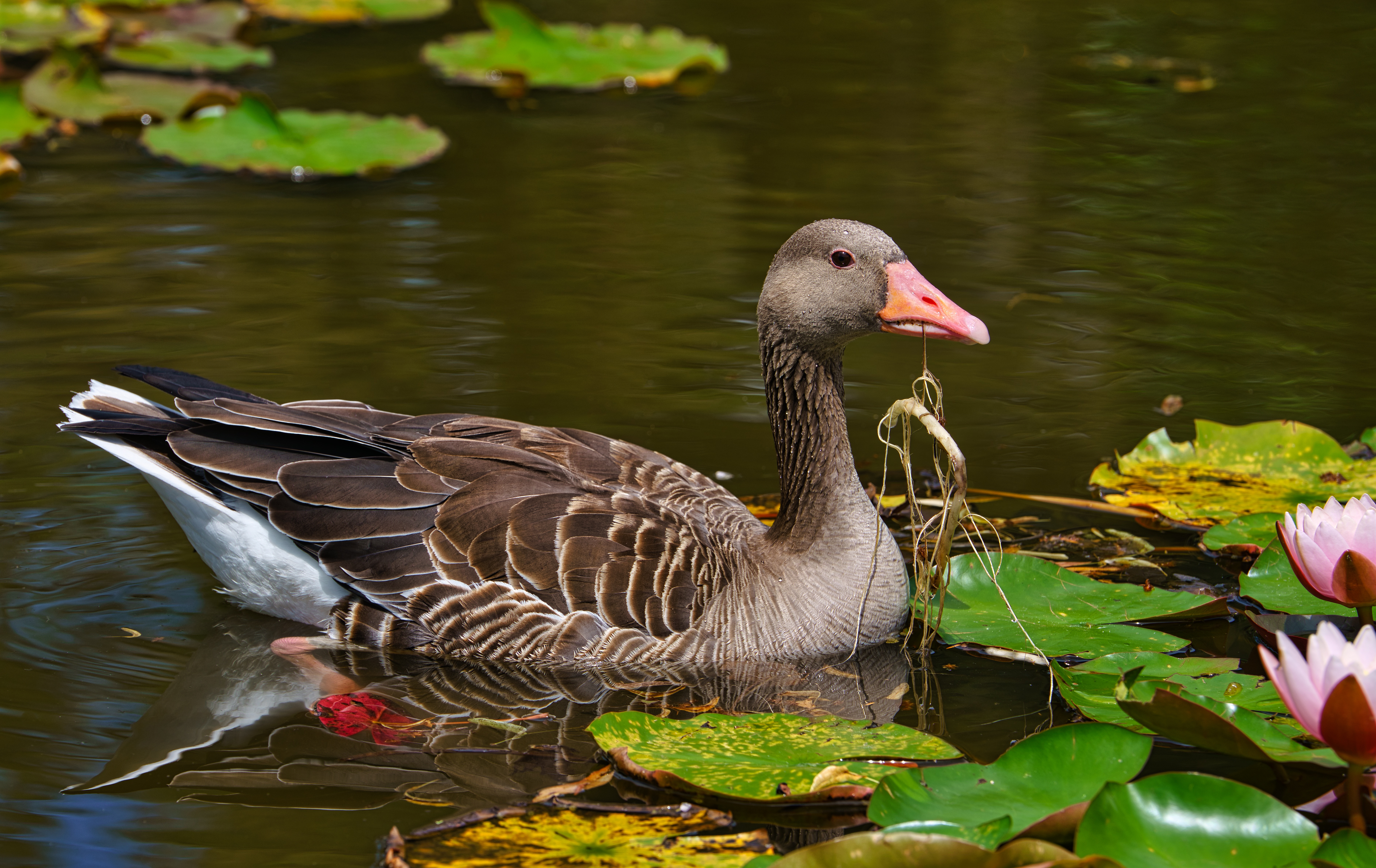 Animal Goose 4k Ultra HD Wallpaper