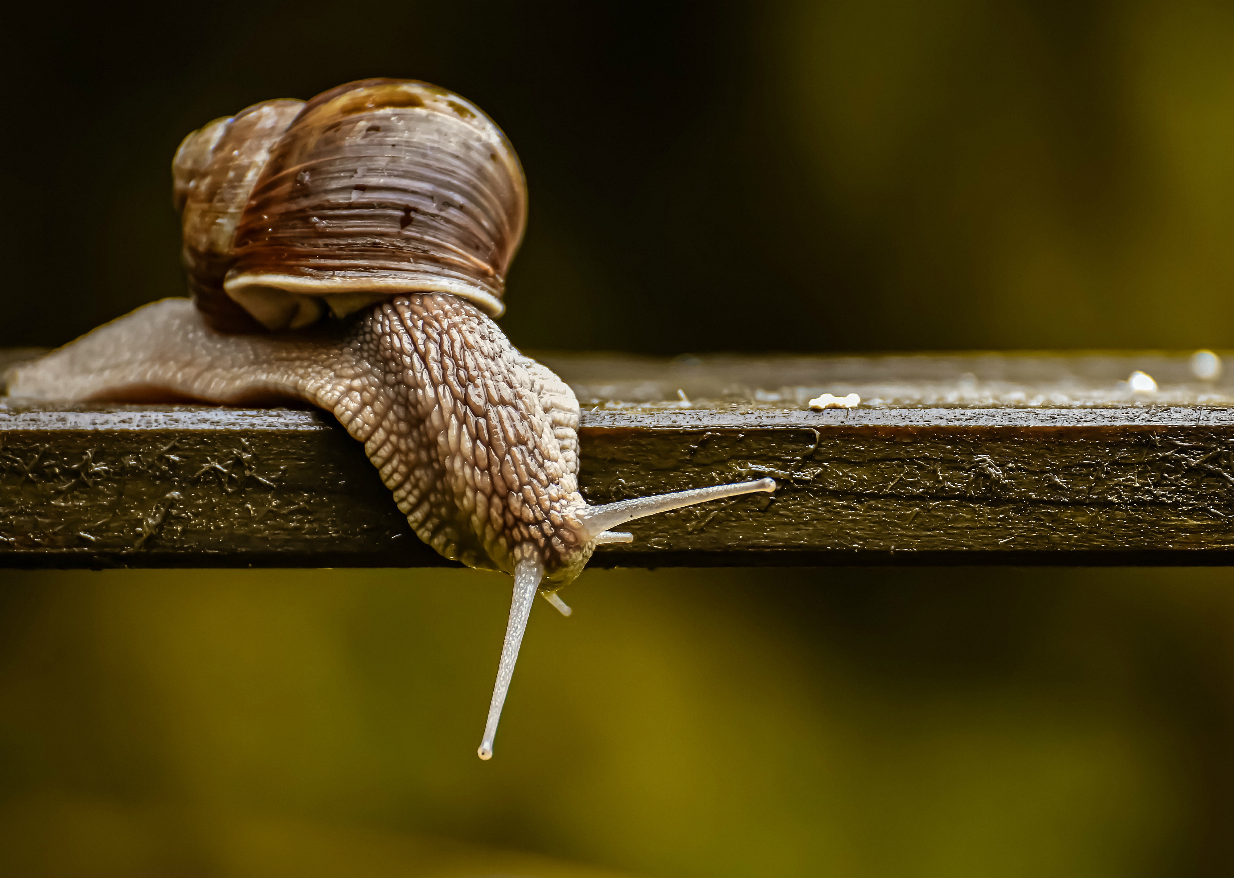 Download Animal Snail 4k Ultra HD Wallpaper