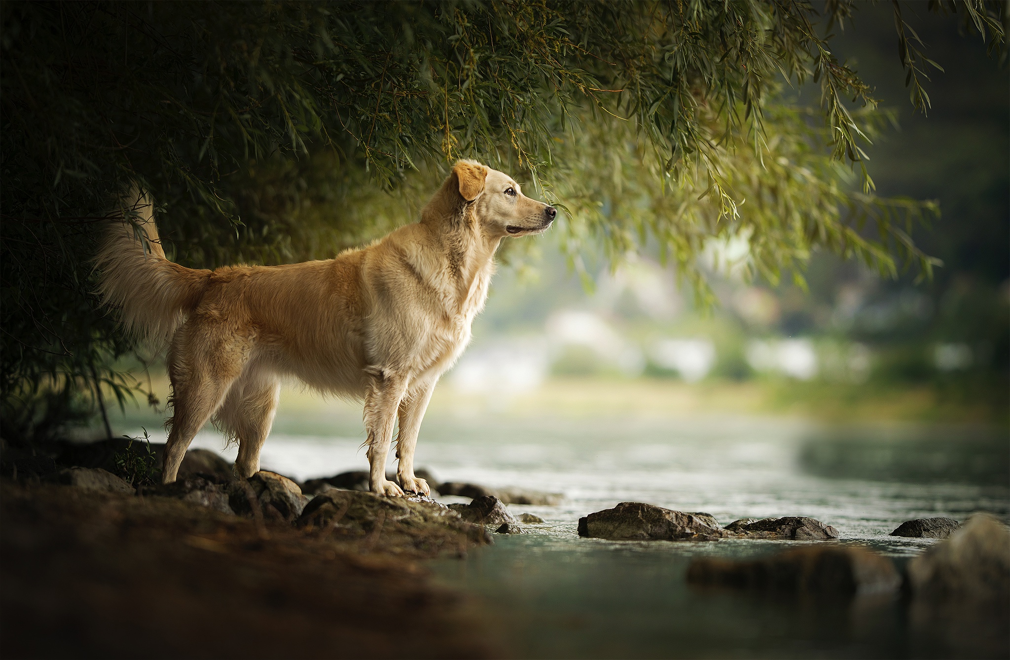 Download Depth Of Field Animal Dog HD Wallpaper