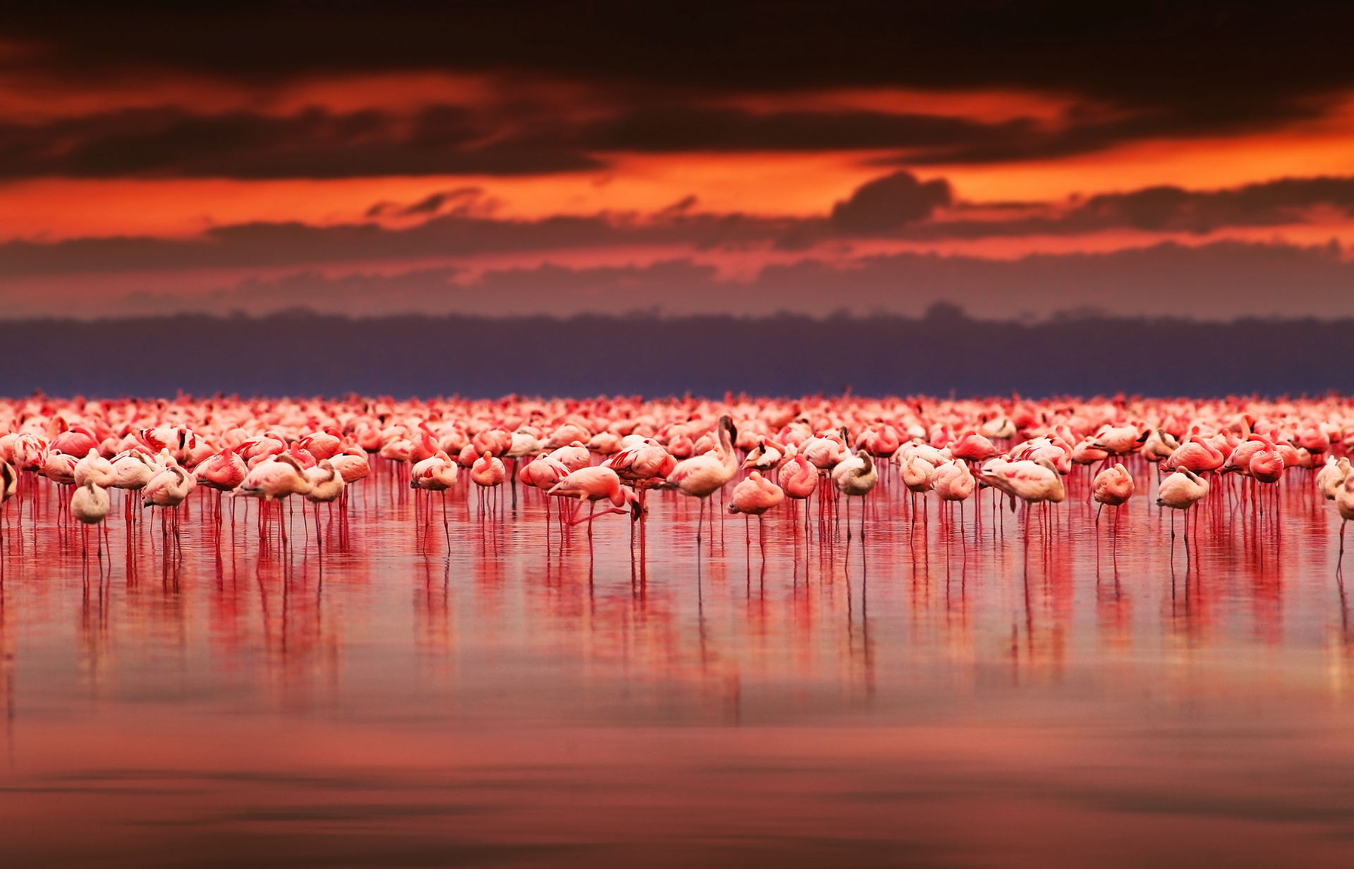 Download Sunset Bird Animal Flamingo HD Wallpaper
