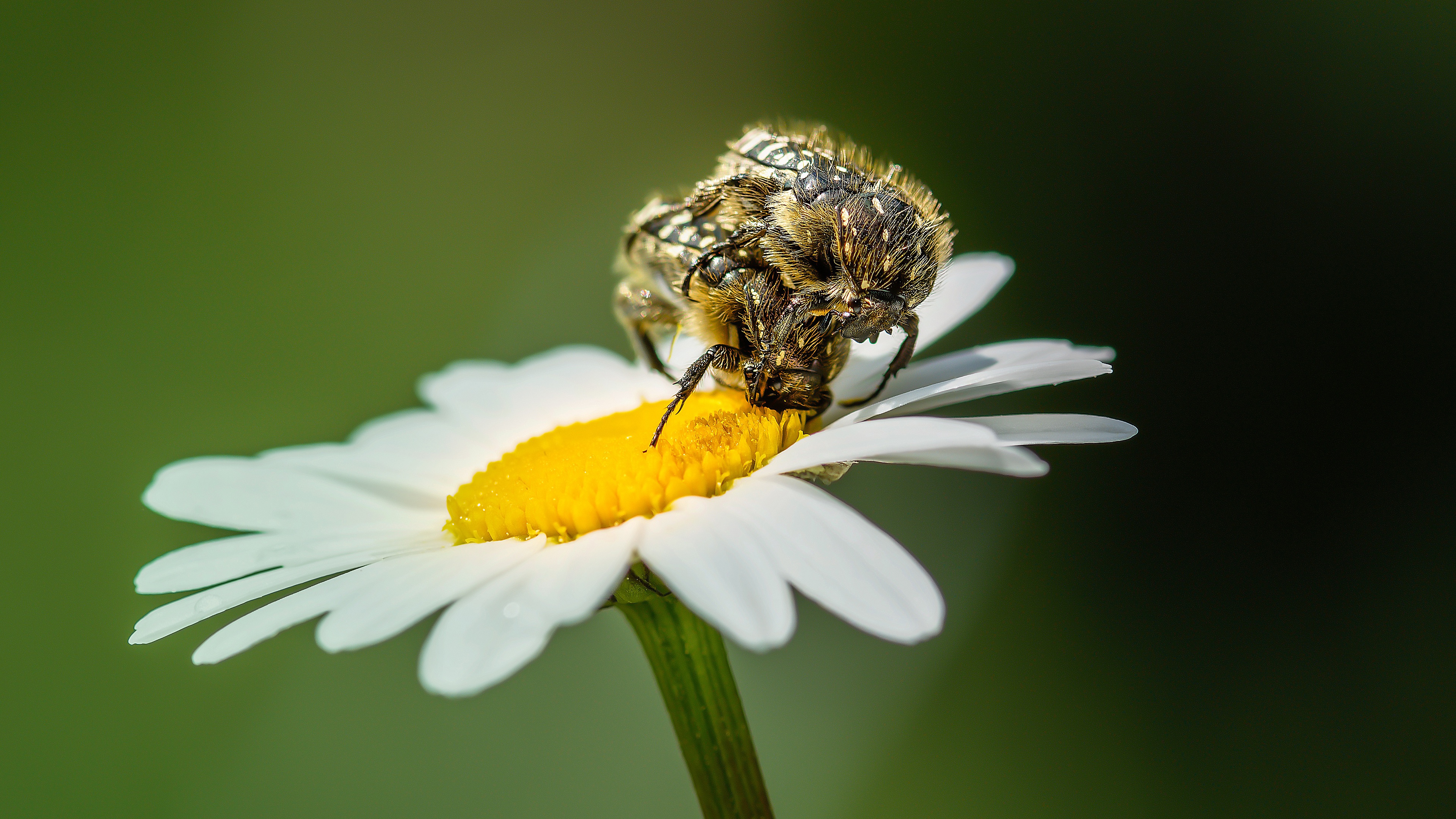 Download Macro Flower Chamomile Animal Beetle 4k Ultra HD Wallpaper