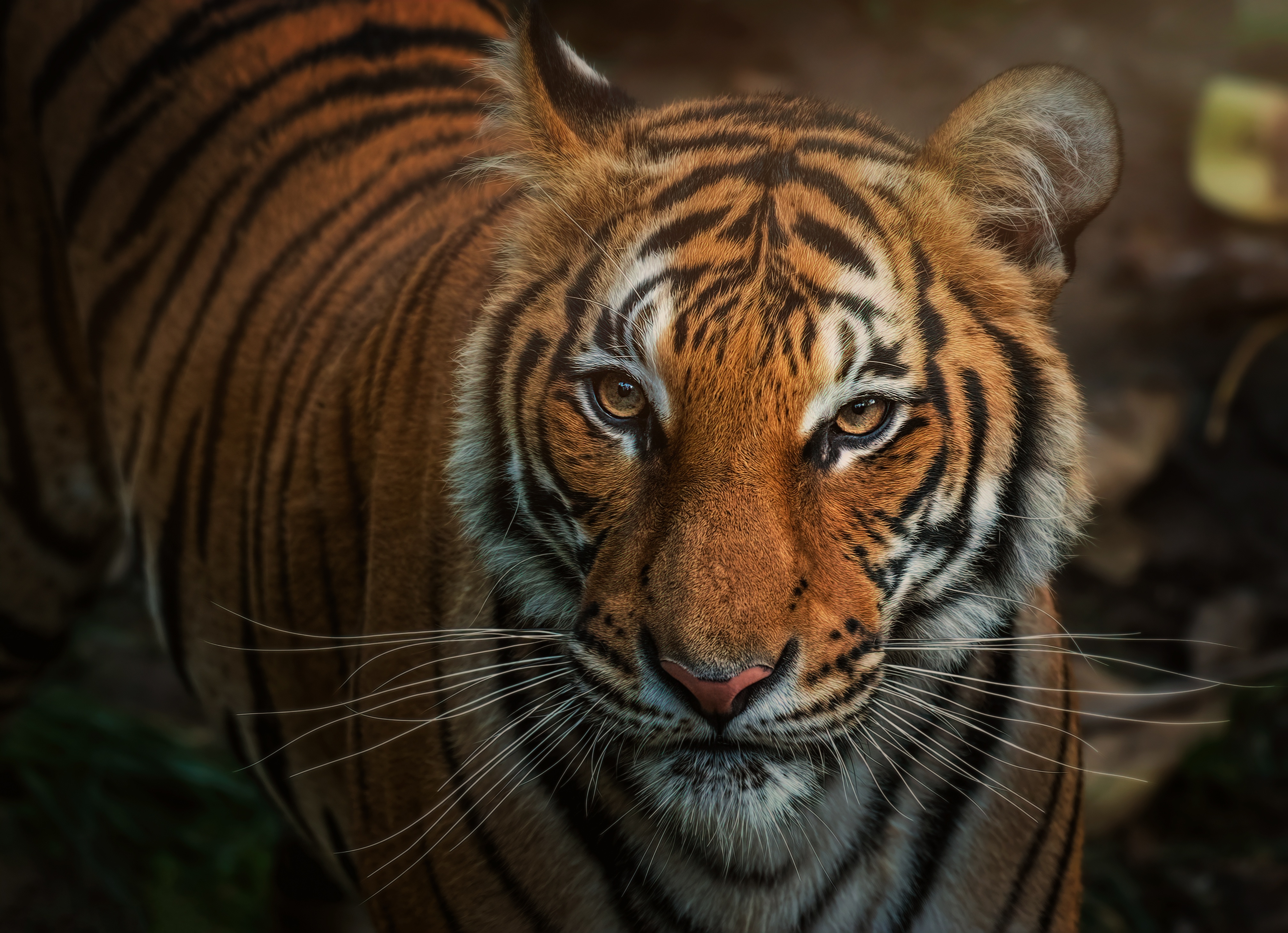 Download Stare Animal Tiger 4k Ultra HD Wallpaper