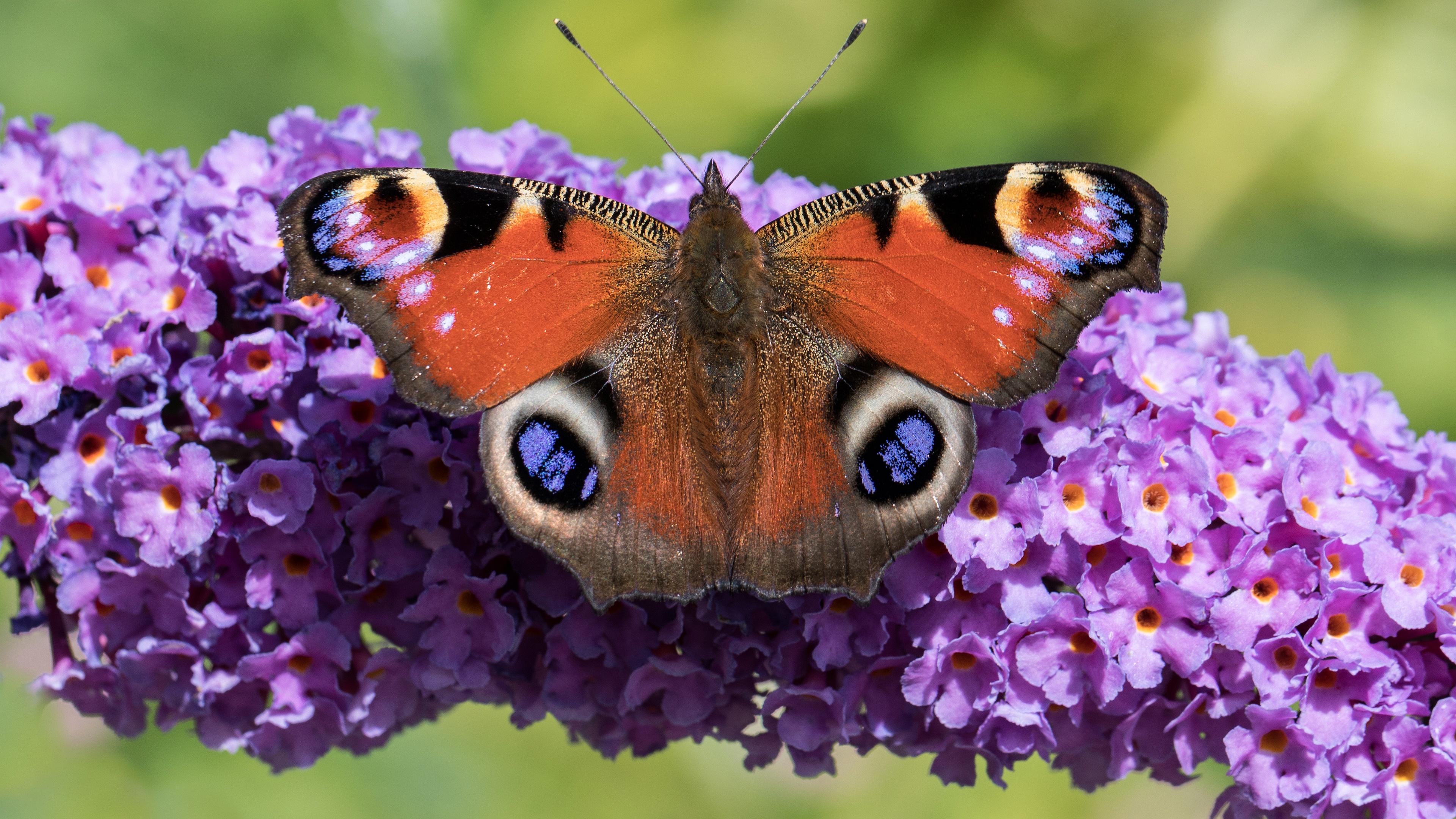 Download Flower Macro Animal Butterfly 4k Ultra HD Wallpaper