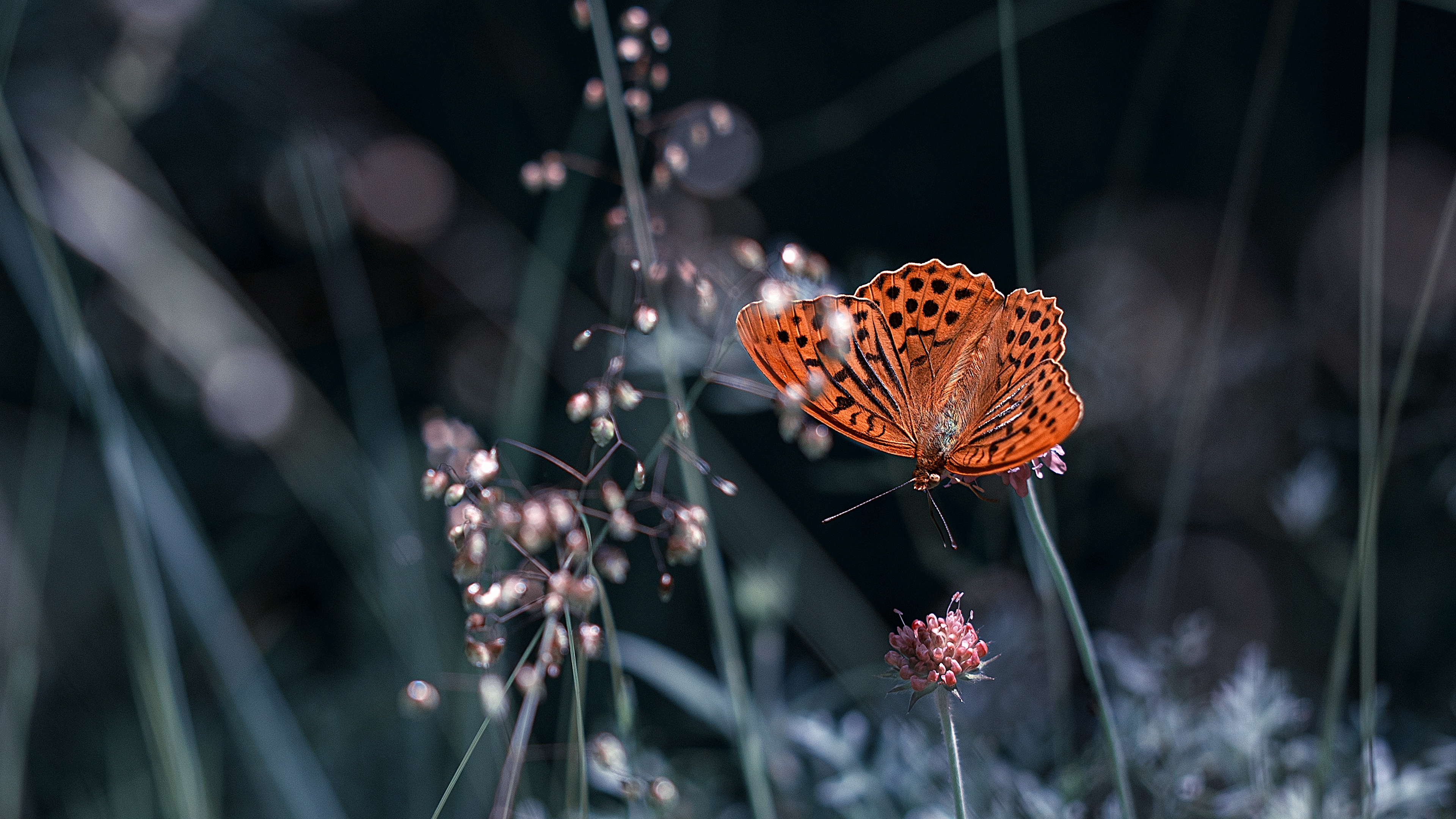 Download Macro Animal Butterfly 4k Ultra HD Wallpaper