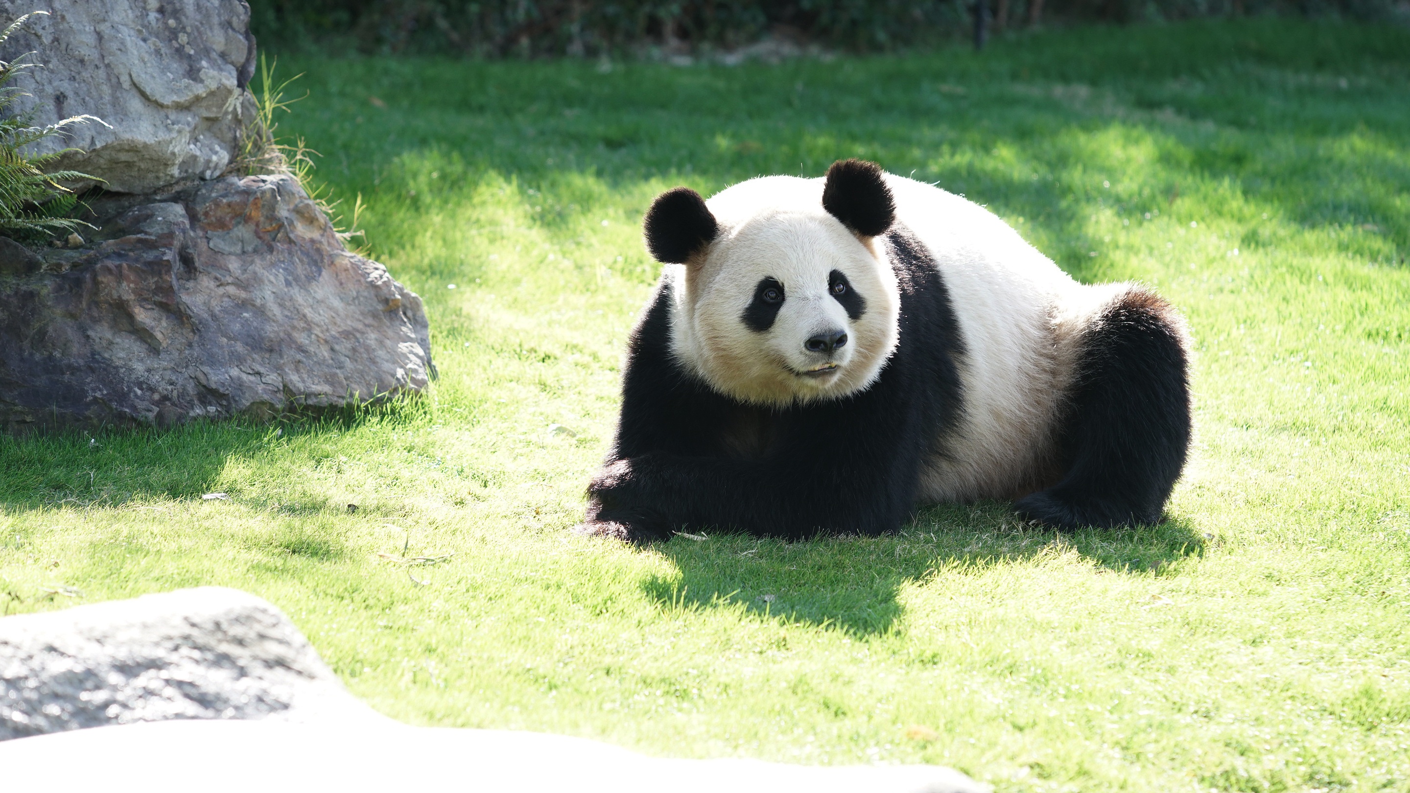 Download Animal Panda HD Wallpaper