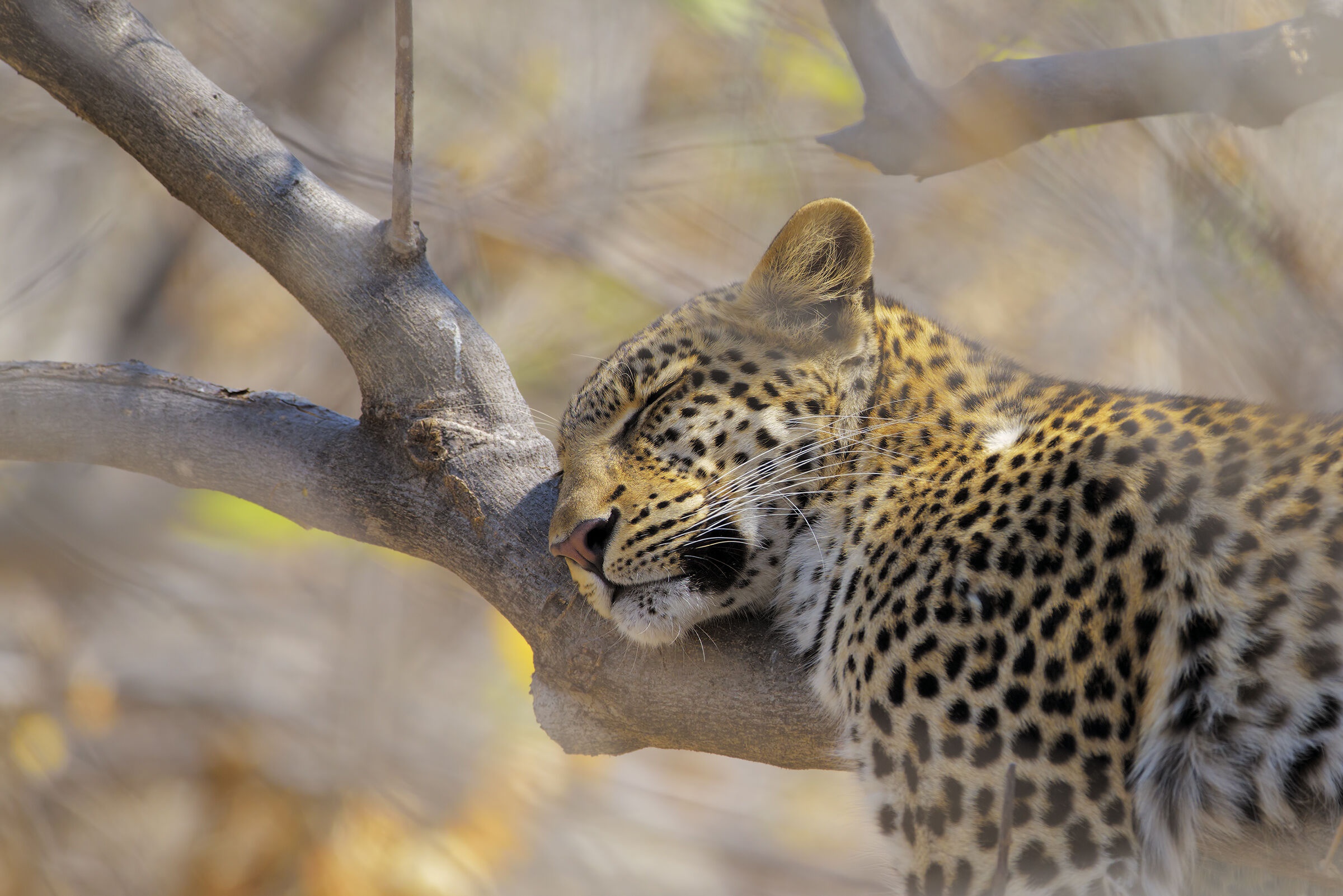 Leopard Sleeping in Tree