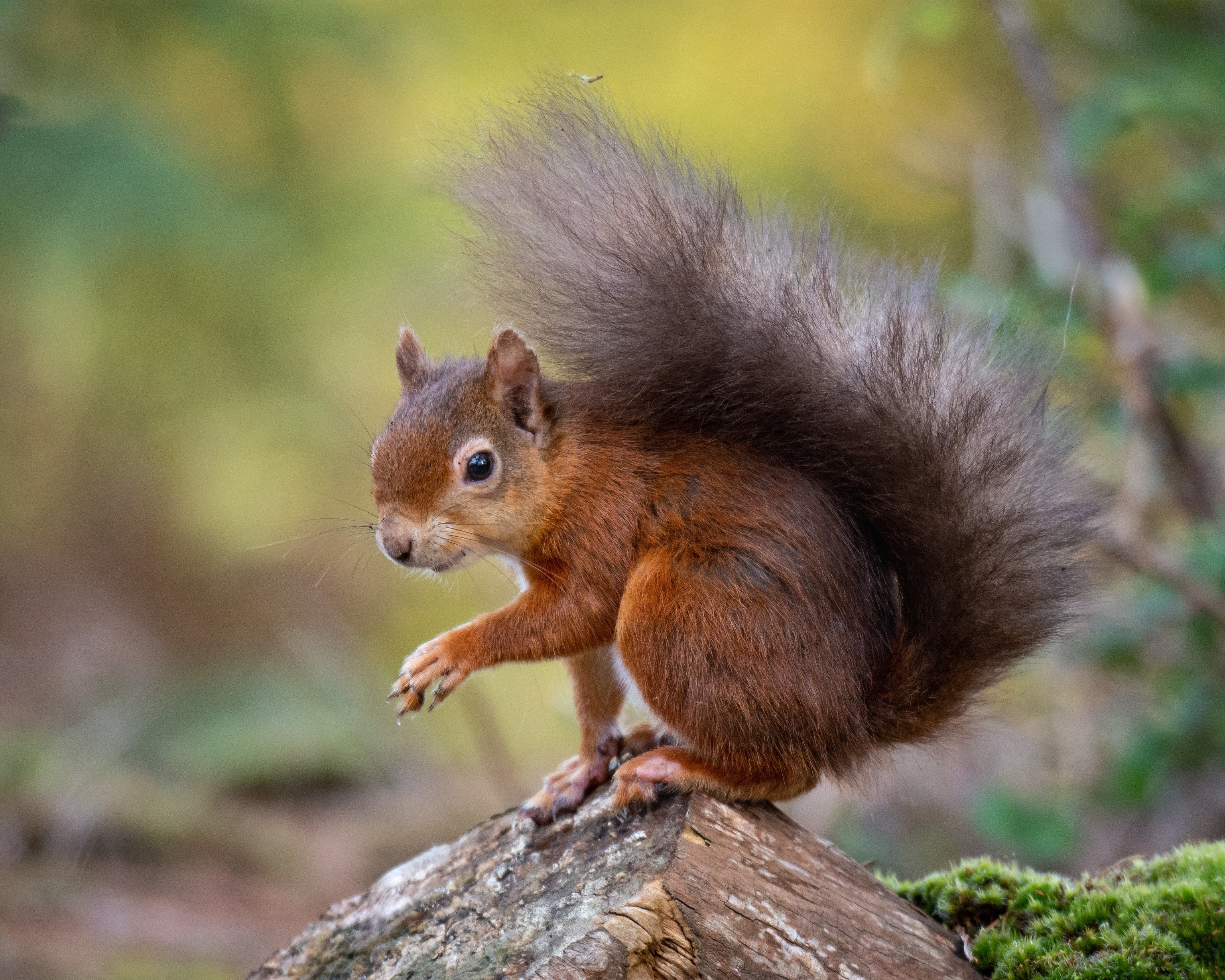 Squirrel Rodent Wallpaper