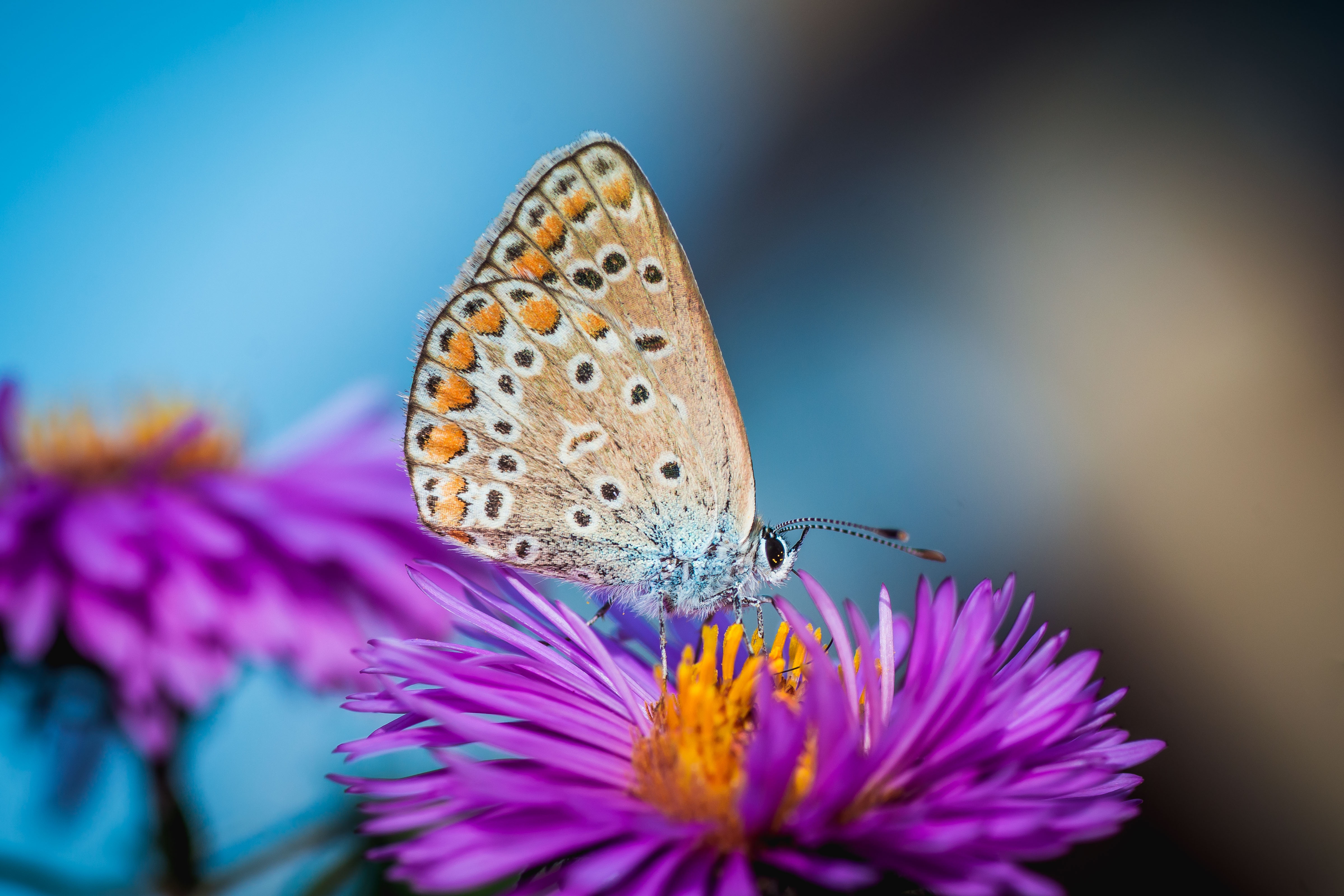Download Flower Macro Animal Butterfly 4k Ultra HD Wallpaper
