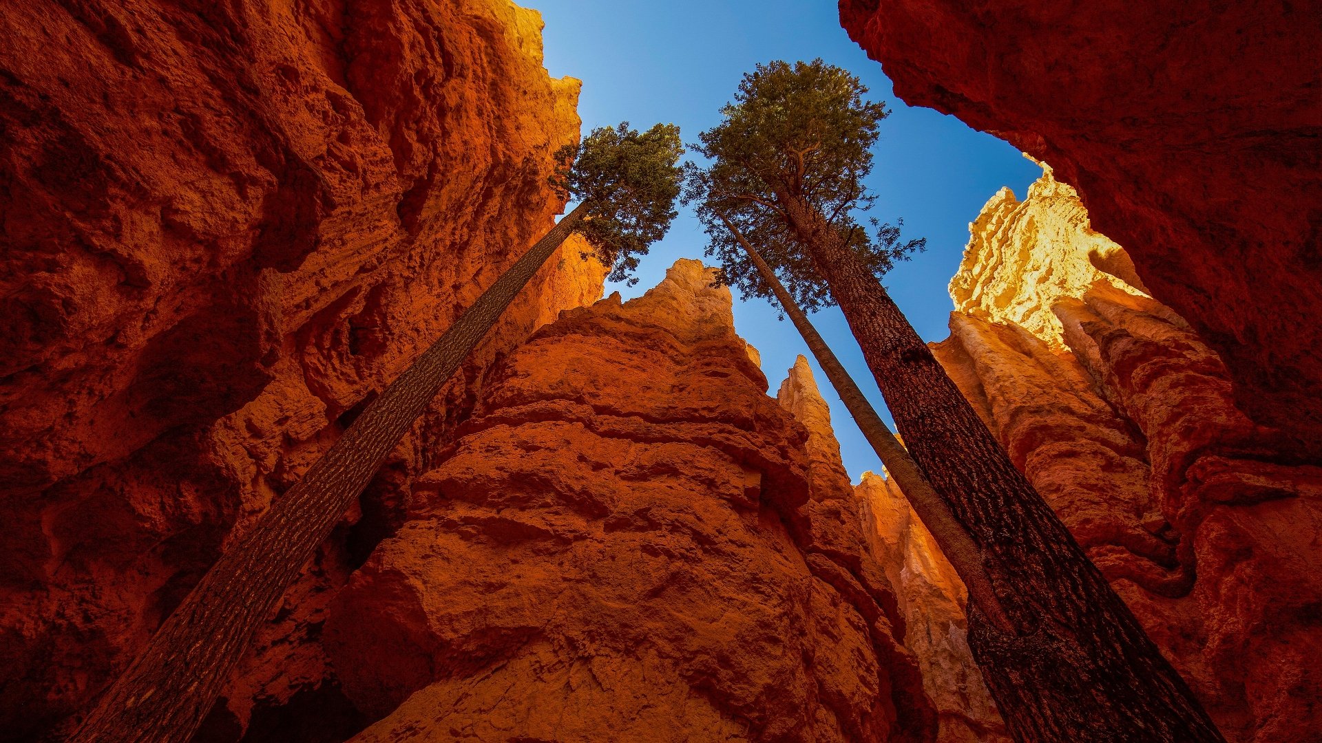 Bryce Canyon Pine Majesty – Stunning 4K Ultra HD Nature Wallpaper, USA ...