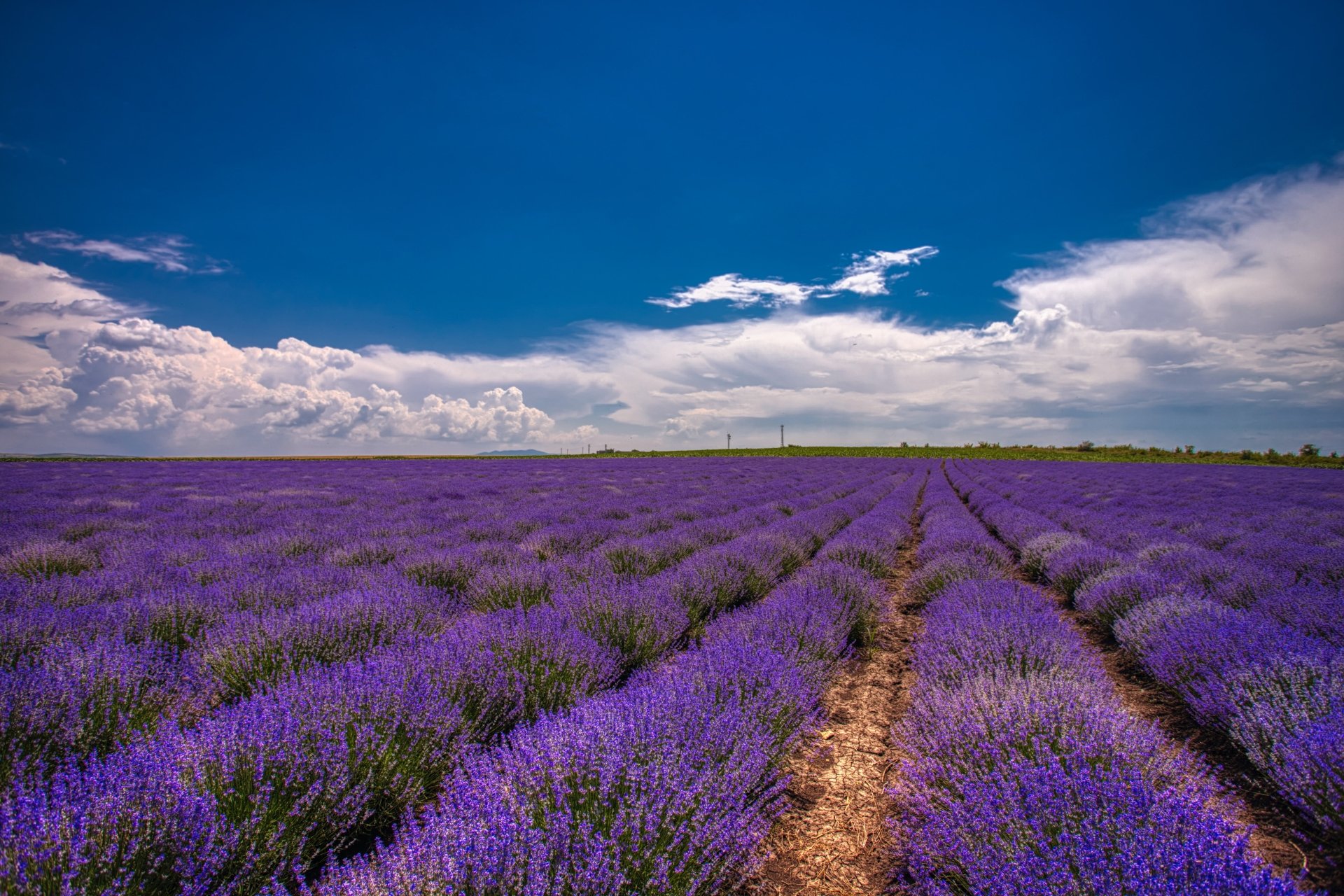 Download Flower Field Nature Lavender 4k Ultra HD Wallpaper