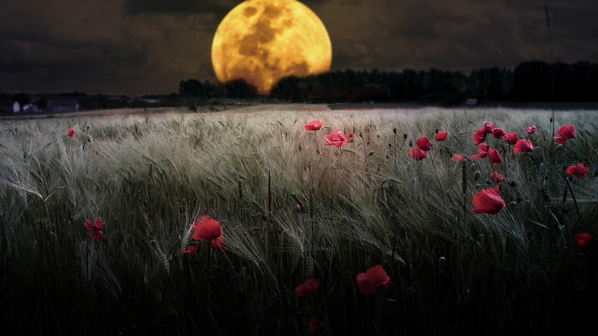 Download Red Flower Poppy Summer Full Moon Night Moon Nature Field HD ...