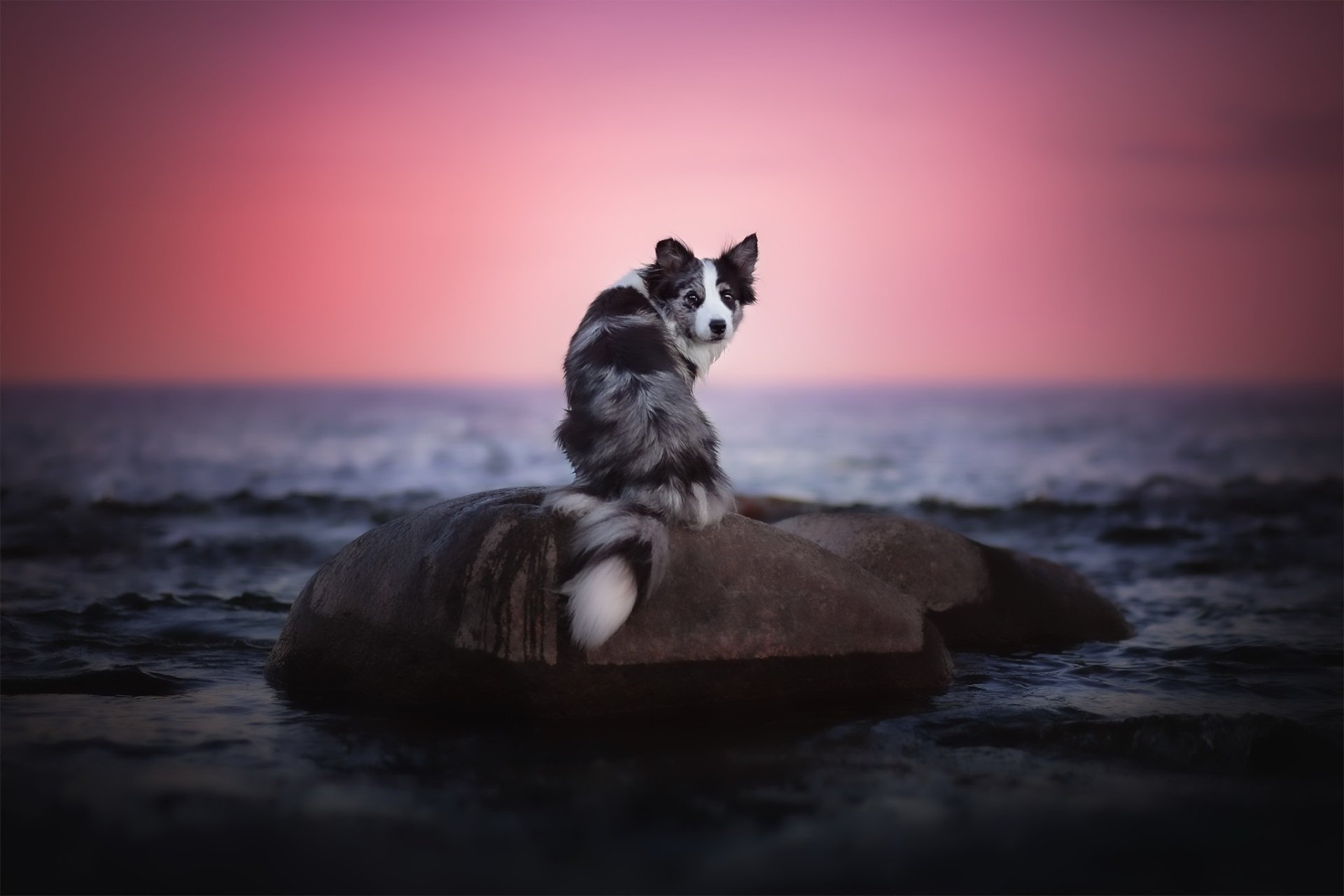 Dreamy Dog on a Rock — HD Depth-of-Field Wallpaper | 2048x1365 ...