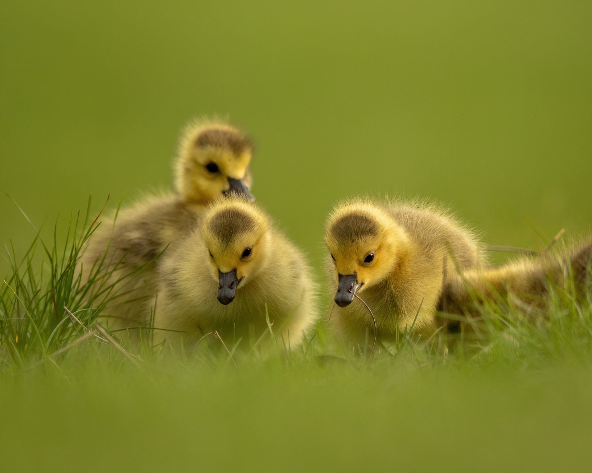 Fluffy Duckling Trio — HD Baby Bird Wallpaper