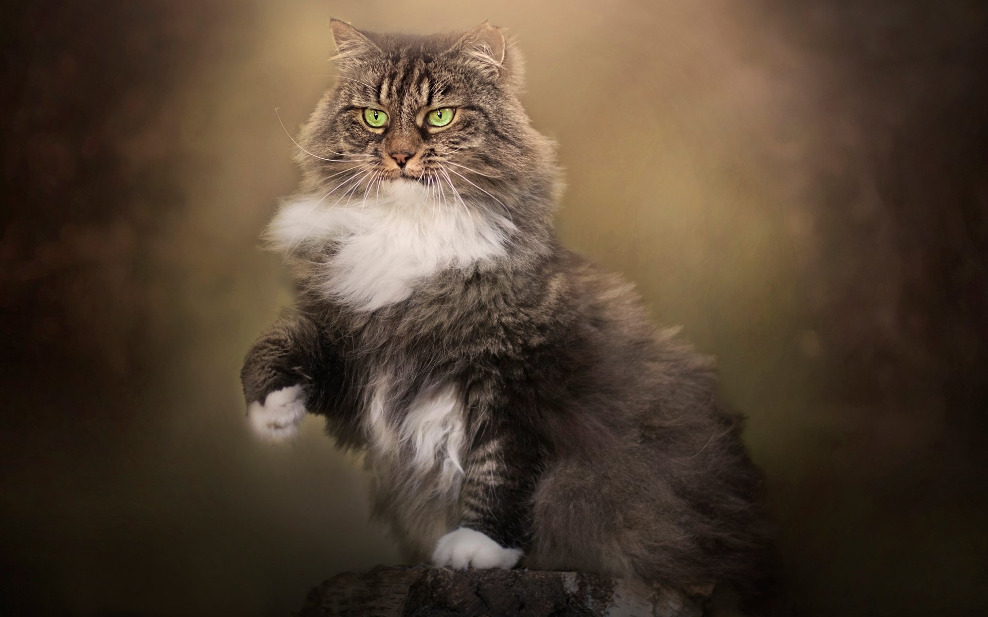 Majestic Longhair — 4K Ultra HD Cat Wallpaper | 3840x2400 | Wallpaper Abyss