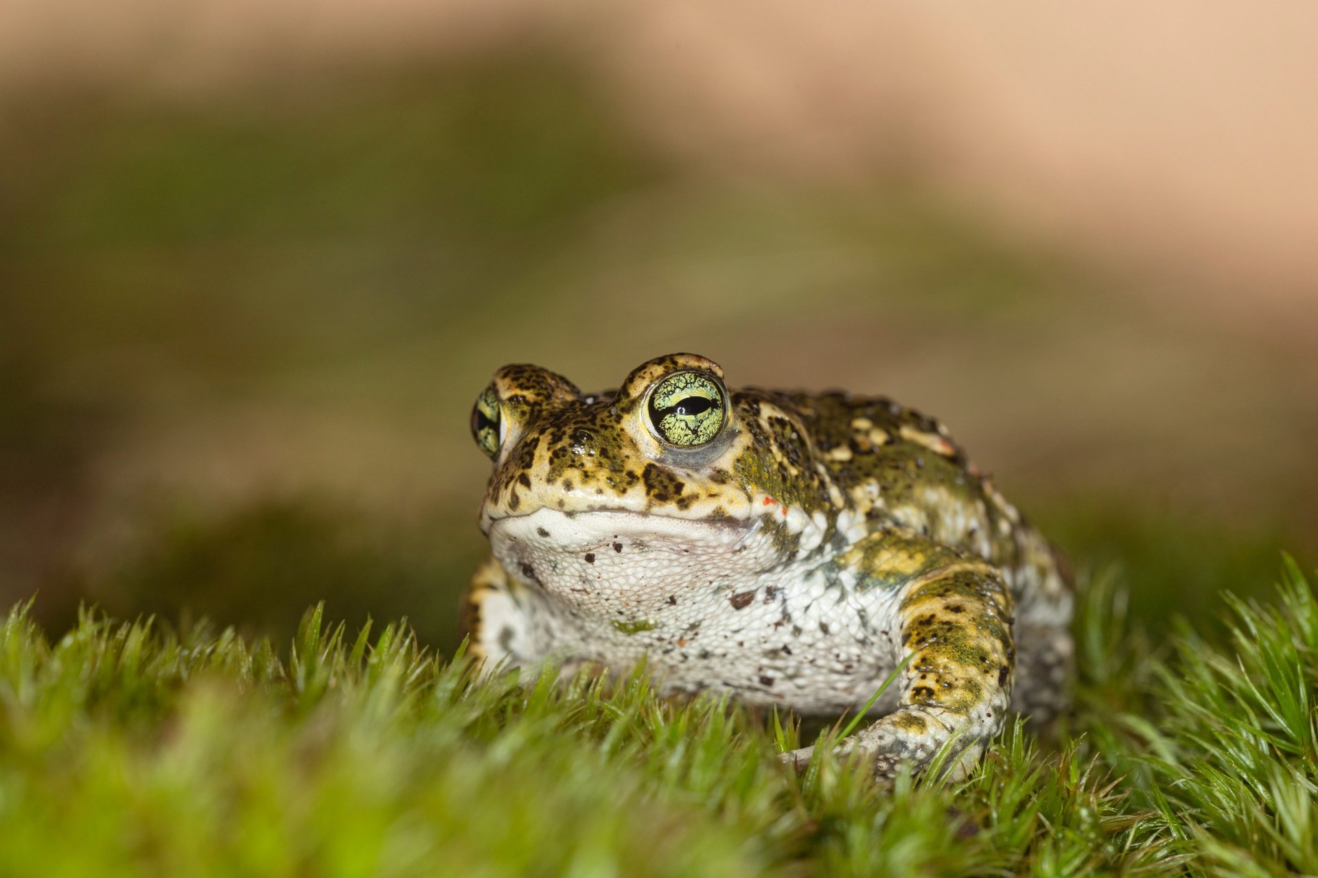 Download Amphibian Animal Toad 4k Ultra HD Wallpaper