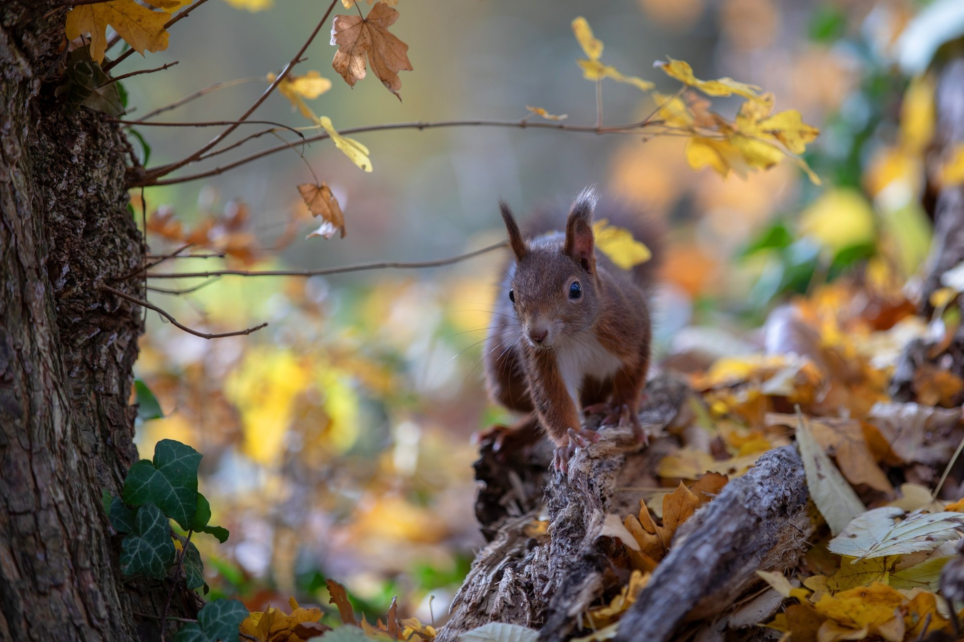 Download Rodent Animal Squirrel 4k Ultra HD Wallpaper
