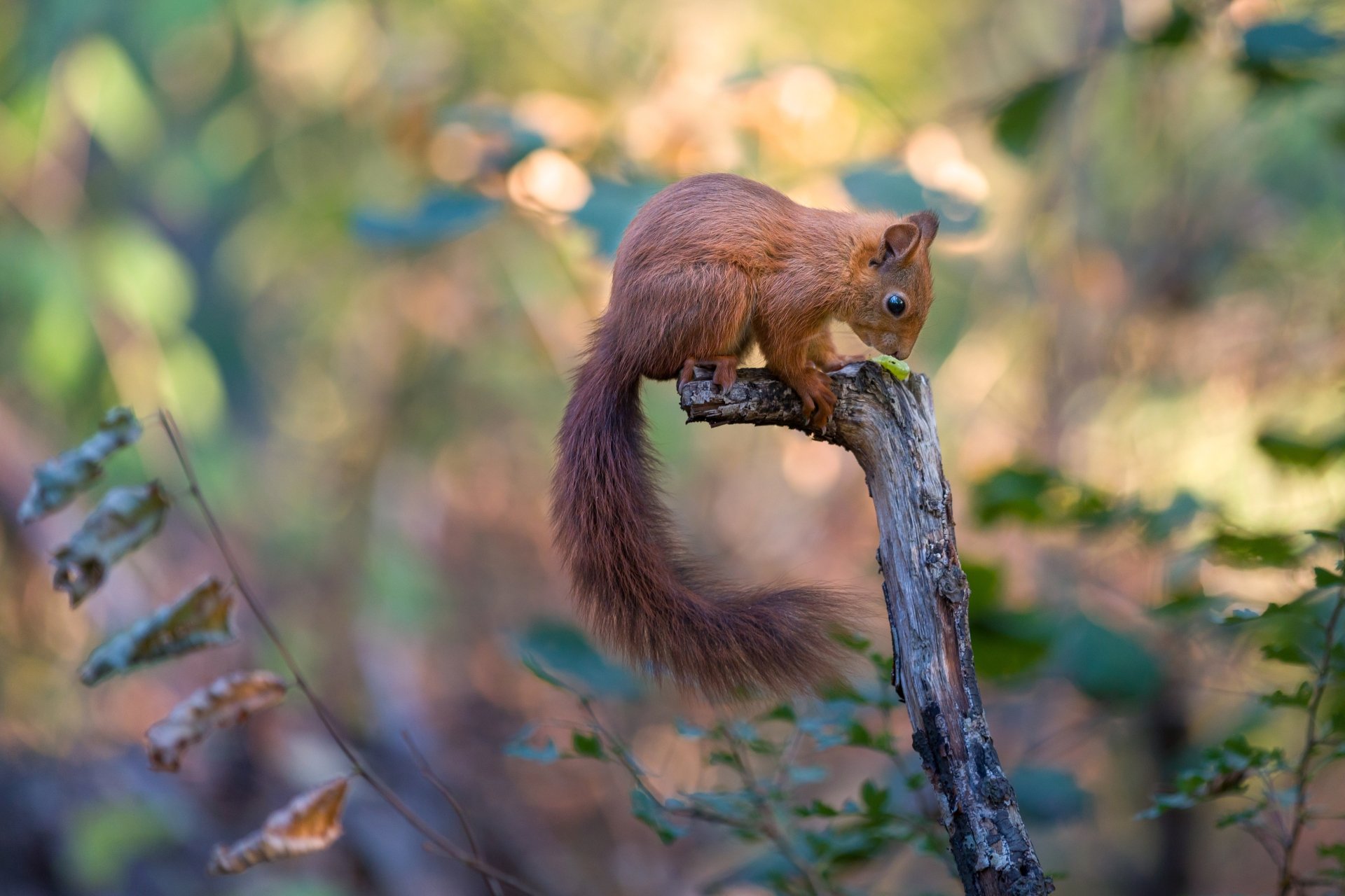 Download Rodent Animal Squirrel 4k Ultra HD Wallpaper