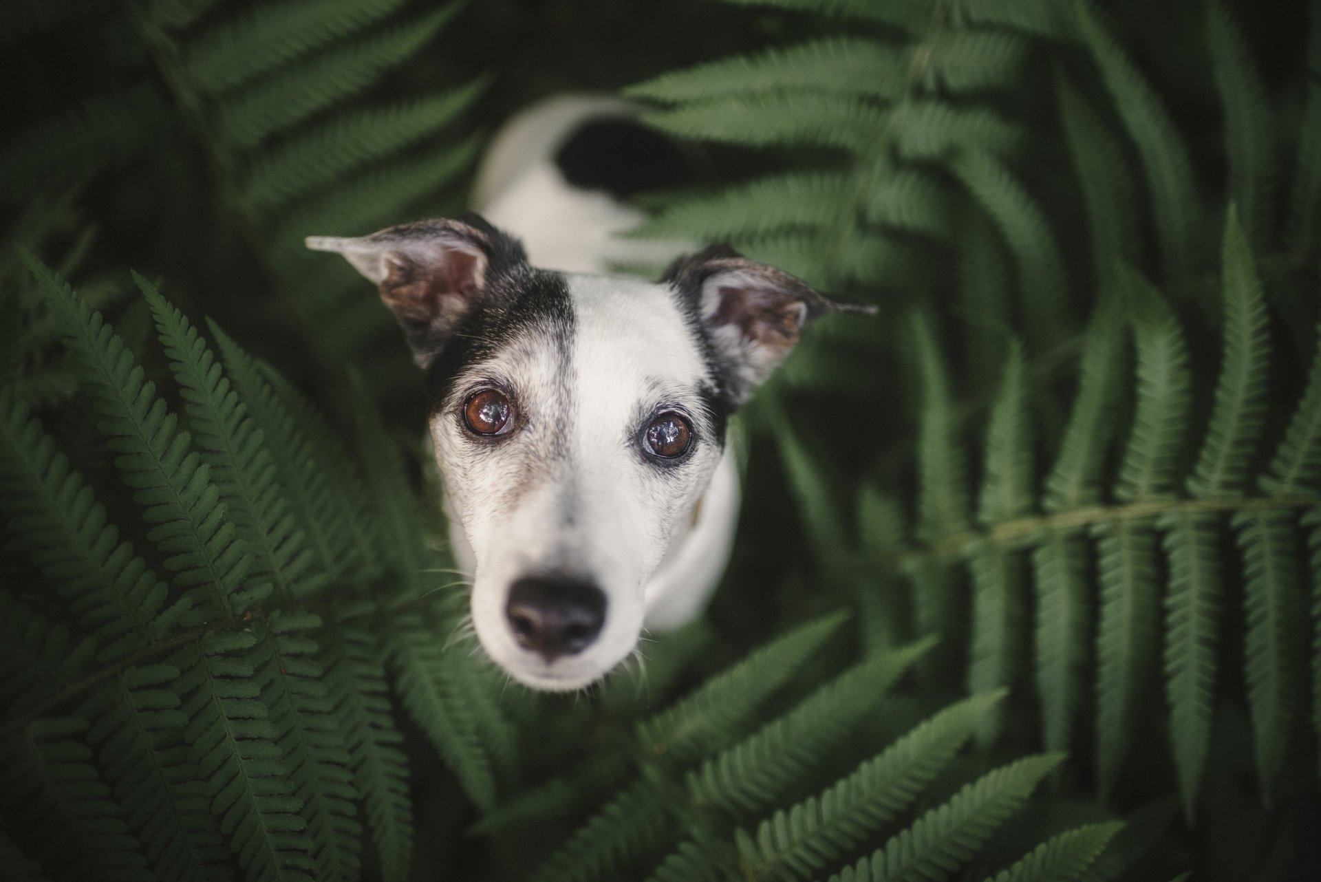 Download Fern Stare Animal Dog HD Wallpaper | 2499x1668 | Wallpaper Abyss