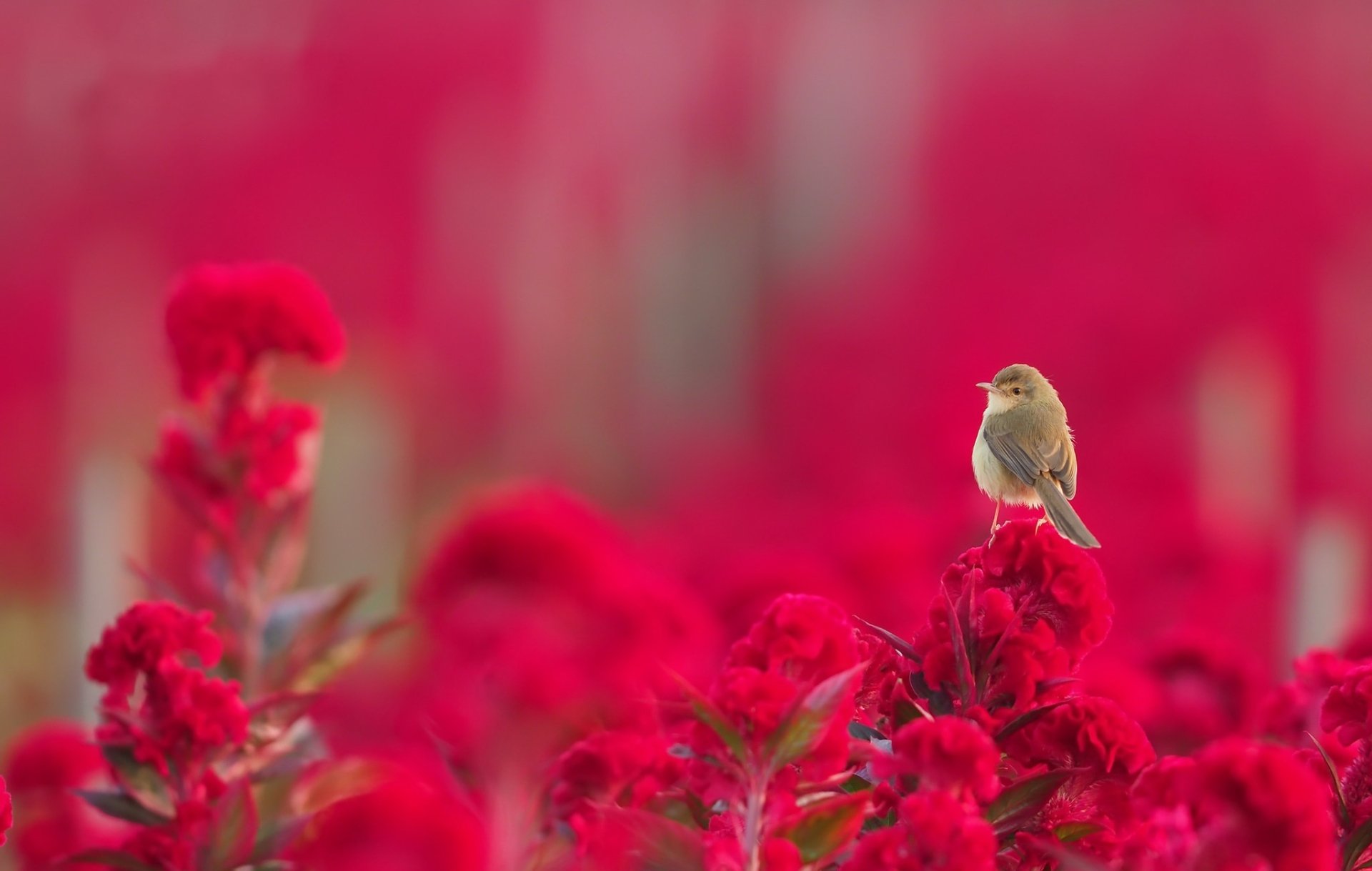 Download Red Flower Animal Bird HD Wallpaper