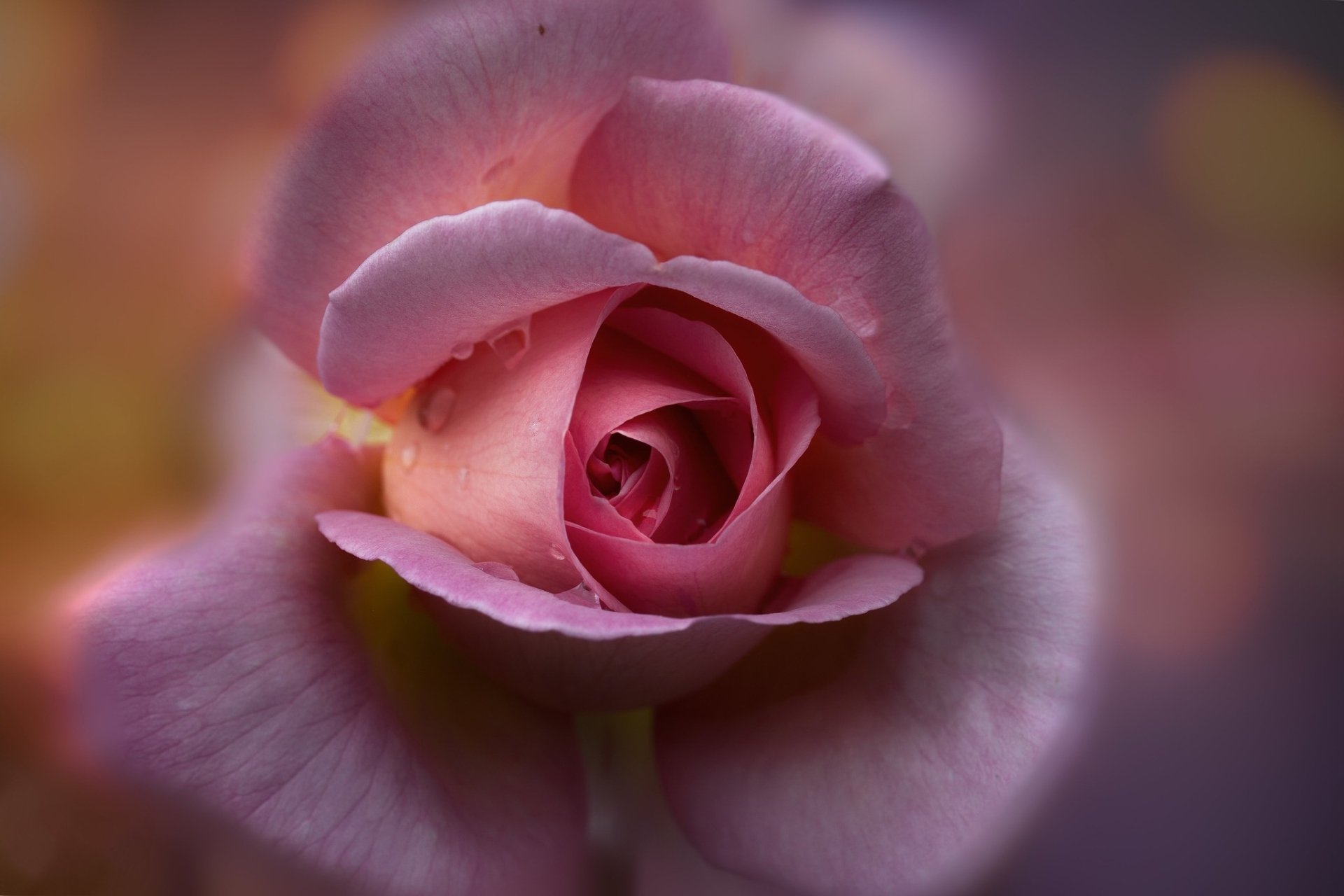 Download Nature Rose HD Wallpaper