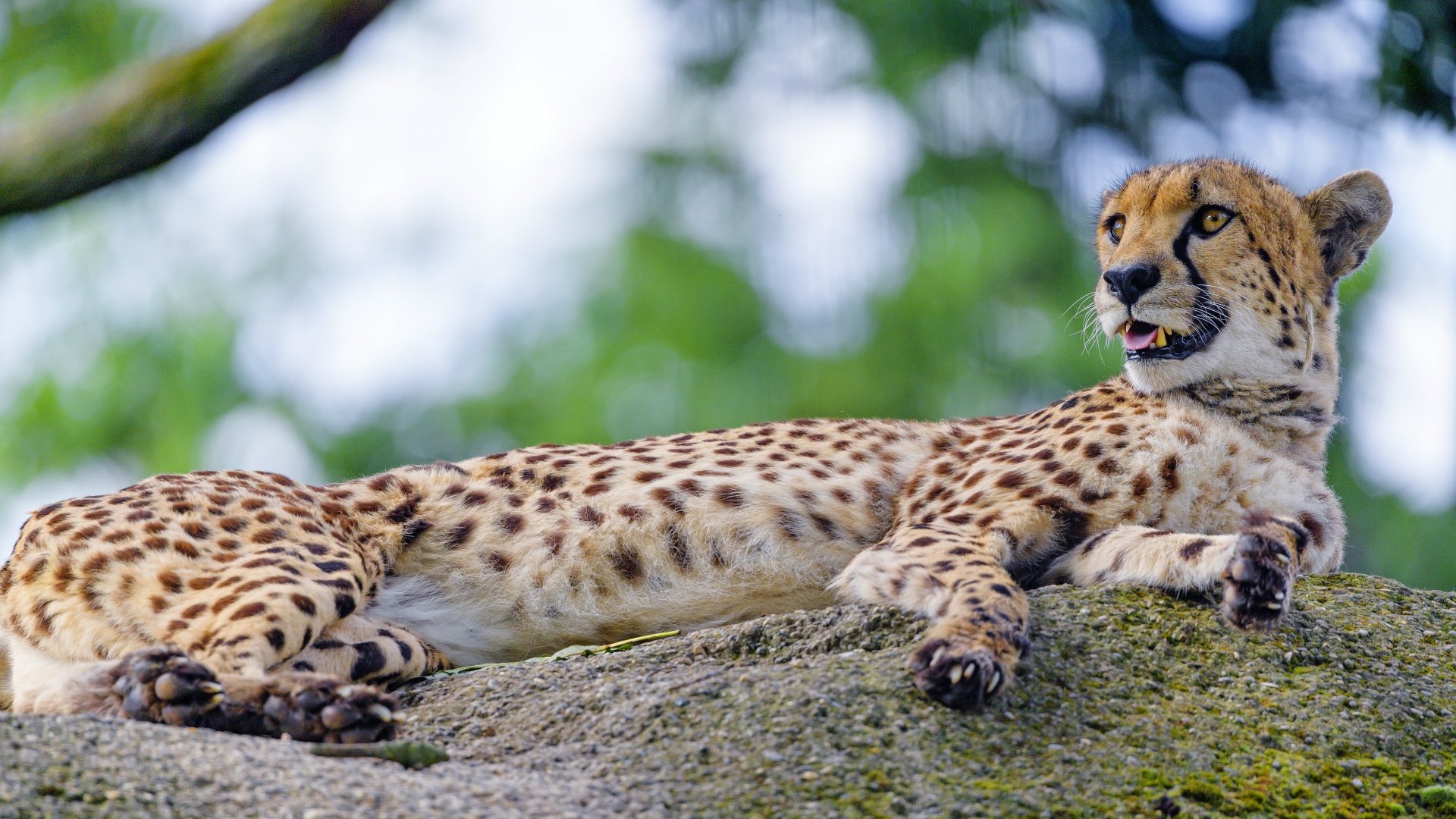 Download Animal Cheetah 4k Ultra HD Wallpaper | 3840x2160 | Wallpaper Abyss