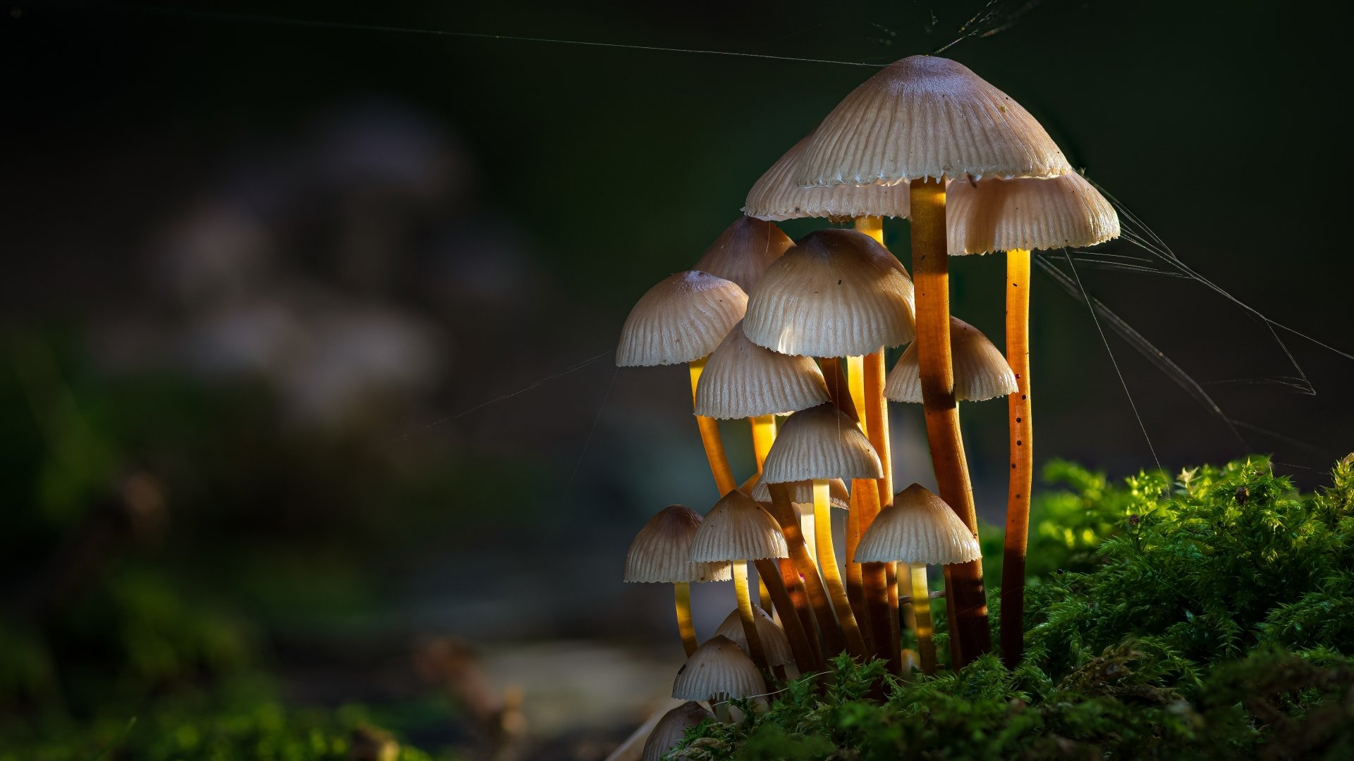 Mosslight Mushrooms — 4K Ultra HD Macro Nature Wallpaper
