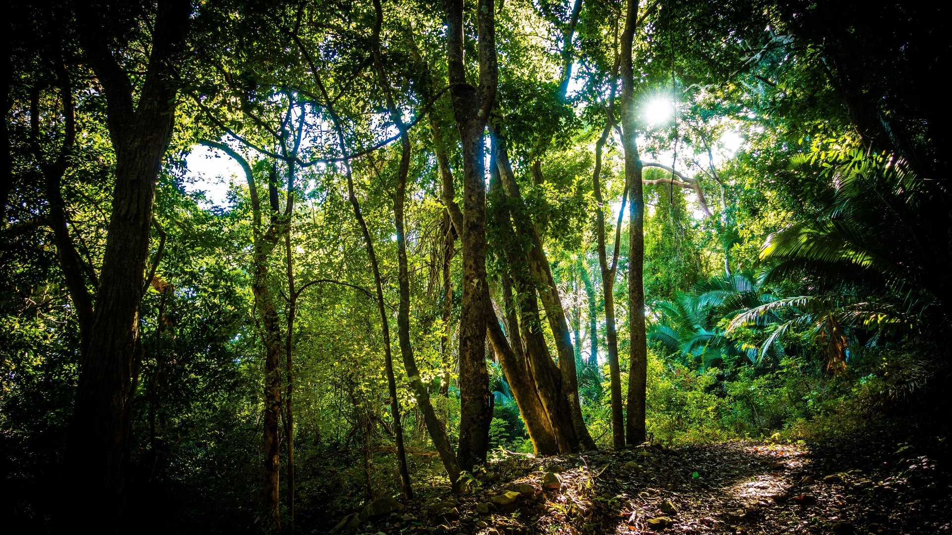 Download Sunlight Tree Summer Nature Forest 4k Ultra HD Wallpaper ...