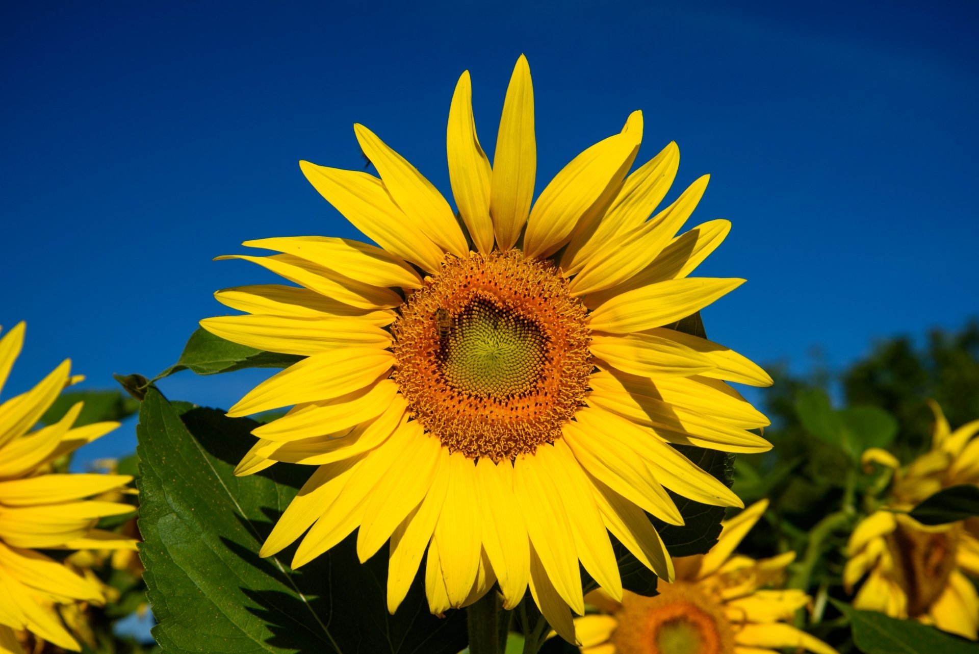 Download Nature Sunflower HD Wallpaper | 3072x2051 | Wallpaper Abyss