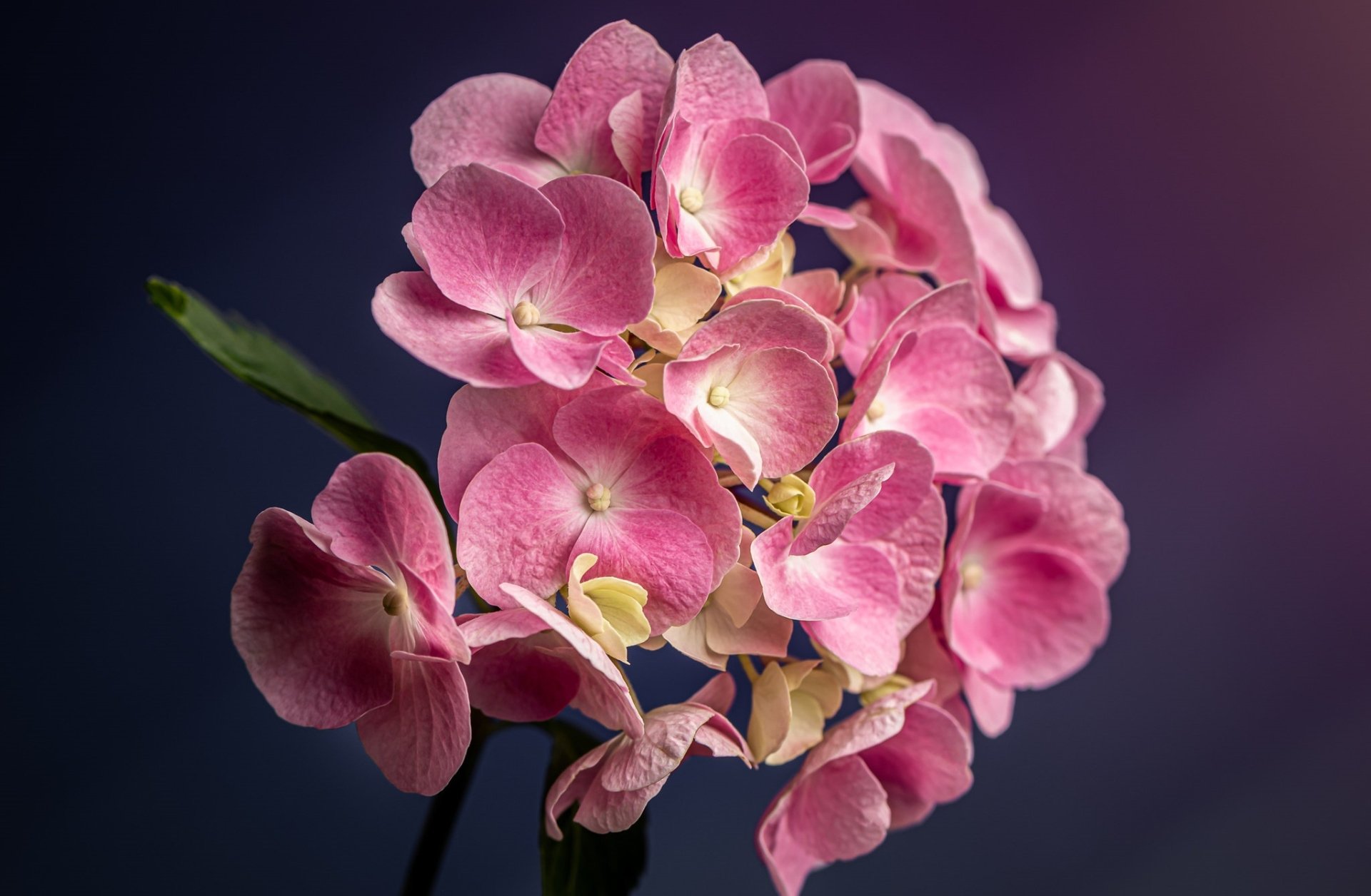 Download Flower Macro Nature Hydrangea HD Wallpaper