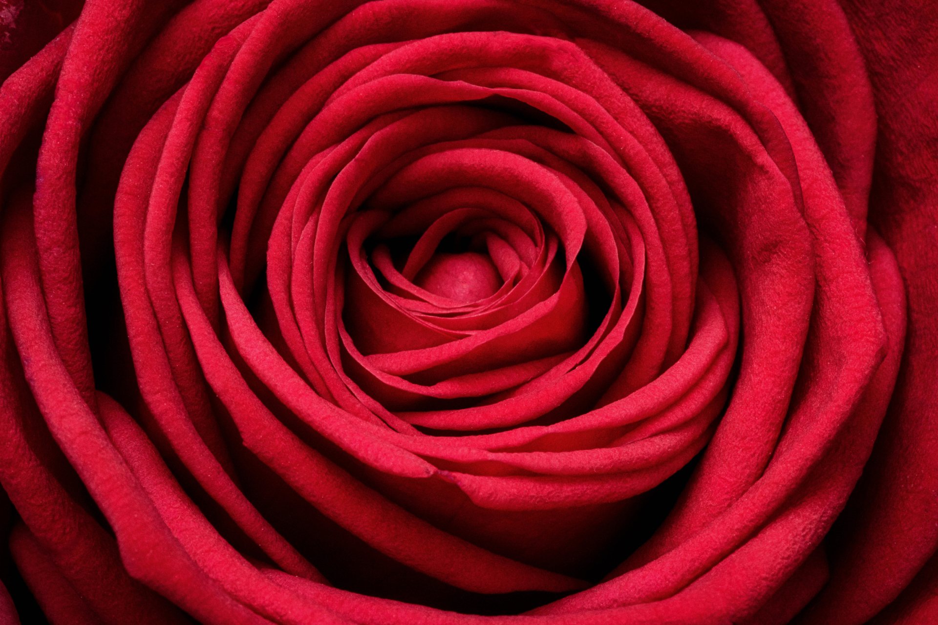 Download Flower Macro Nature Rose HD Wallpaper