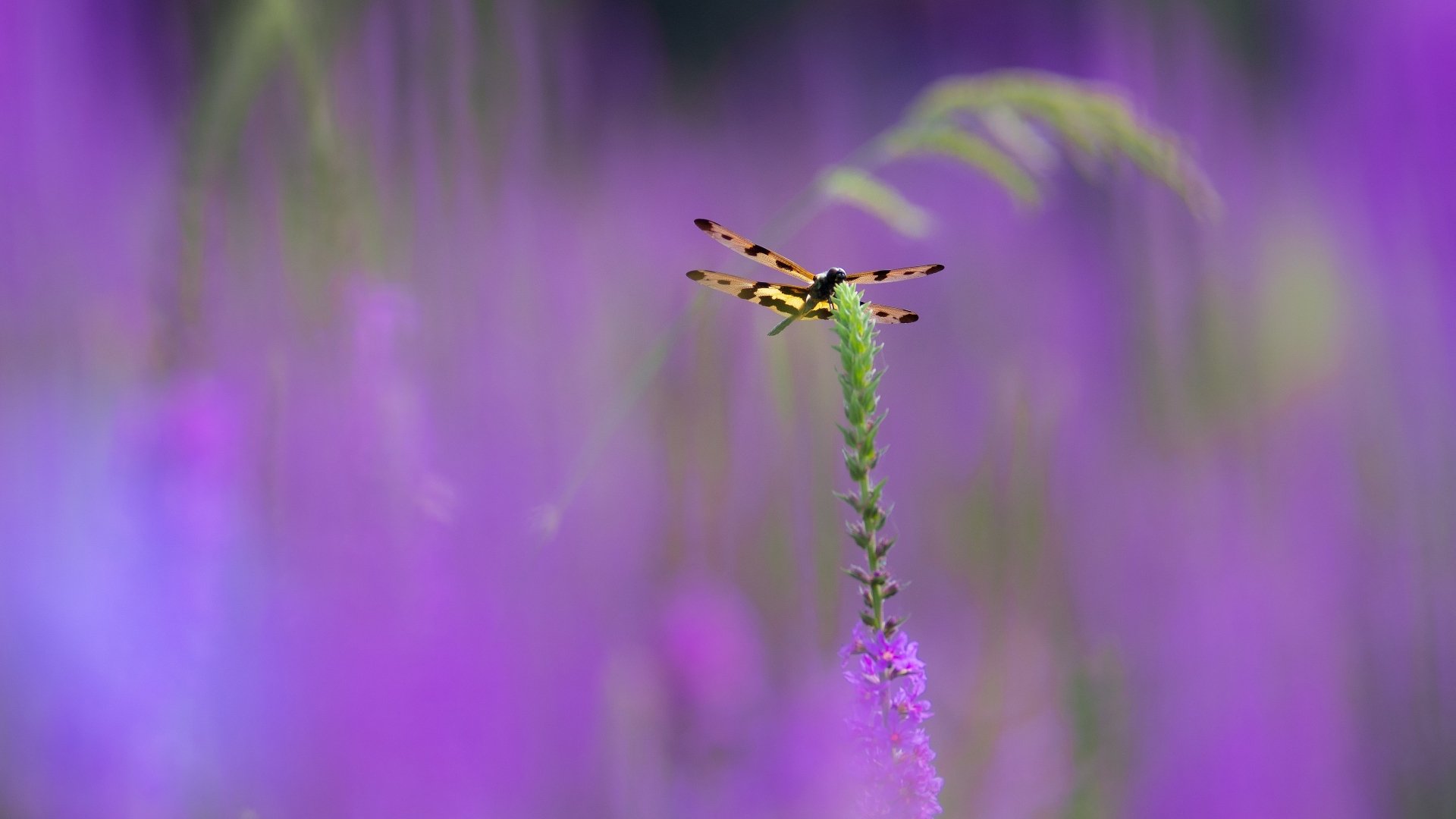 Download Insect Flower Animal Dragonfly 4k Ultra HD Wallpaper