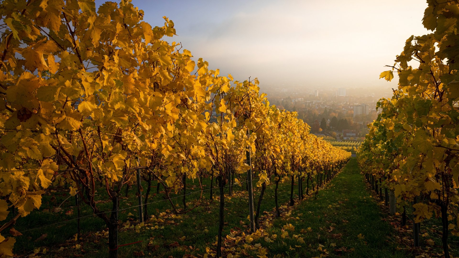 Autumn Vineyard in 4K — Man-Made Golden Rows