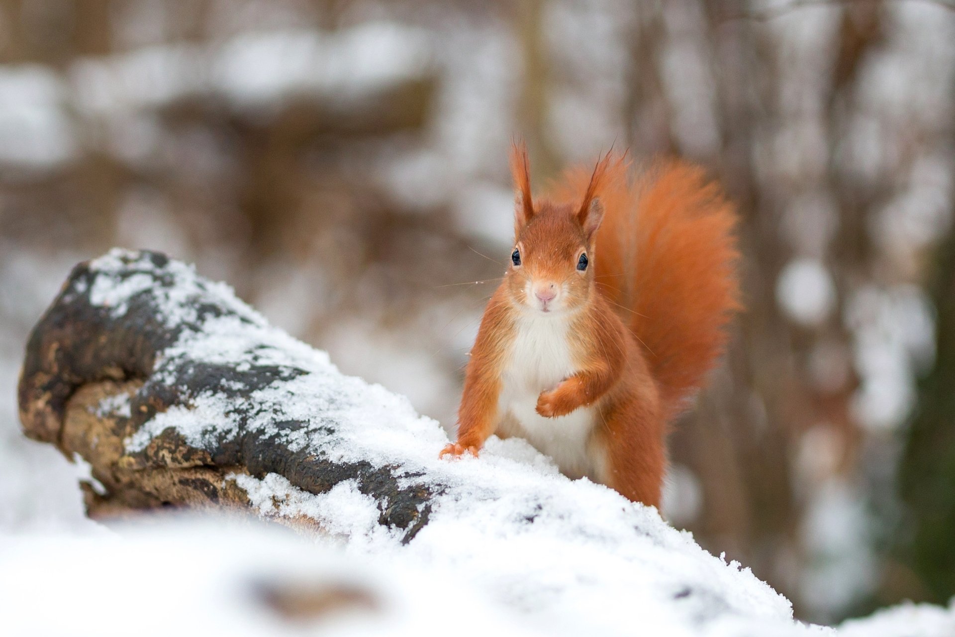Download Rodent Snow Winter Animal Squirrel HD Wallpaper