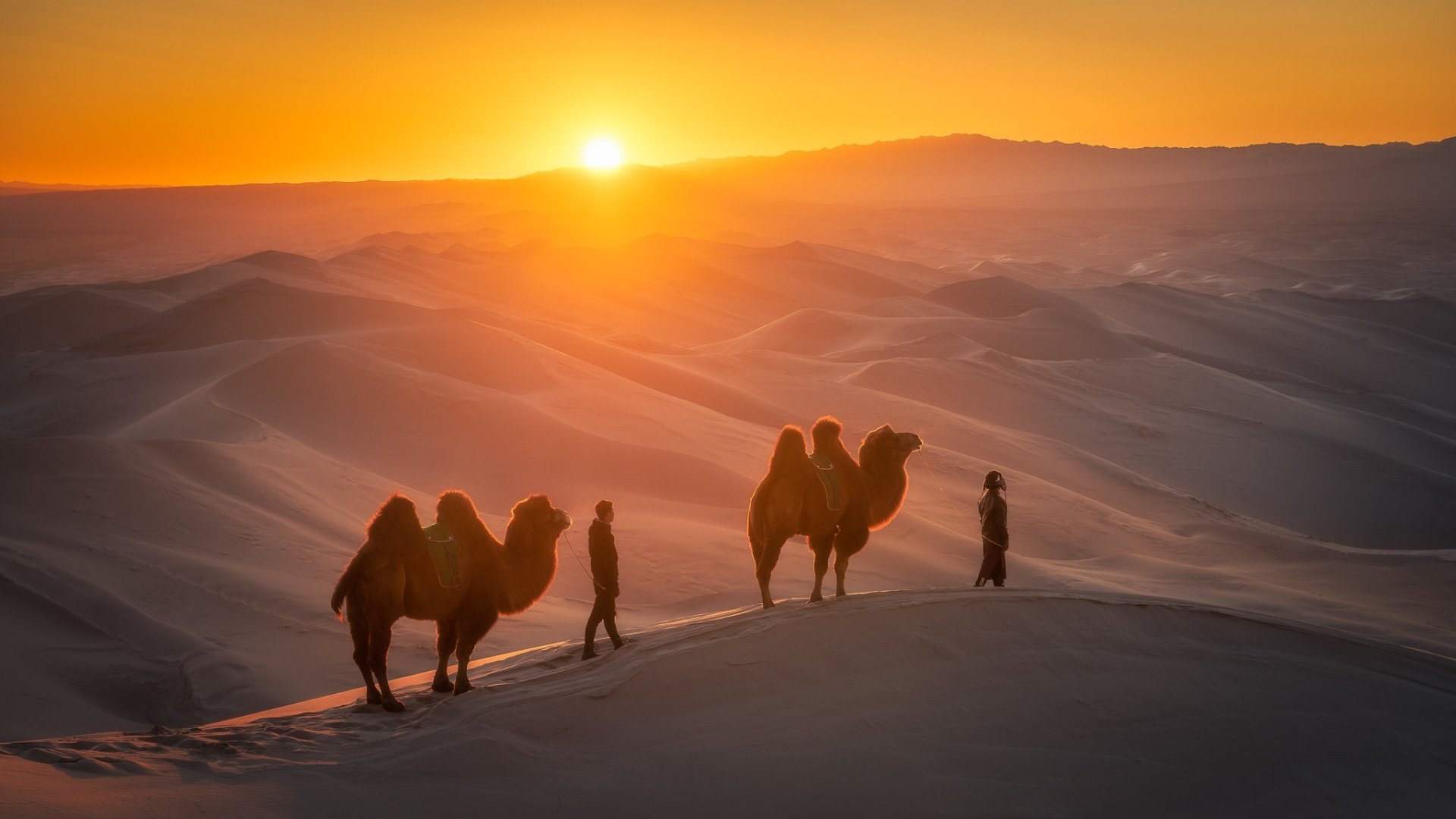 Desert Caravan at Sunset: HD Camel Journey Photography