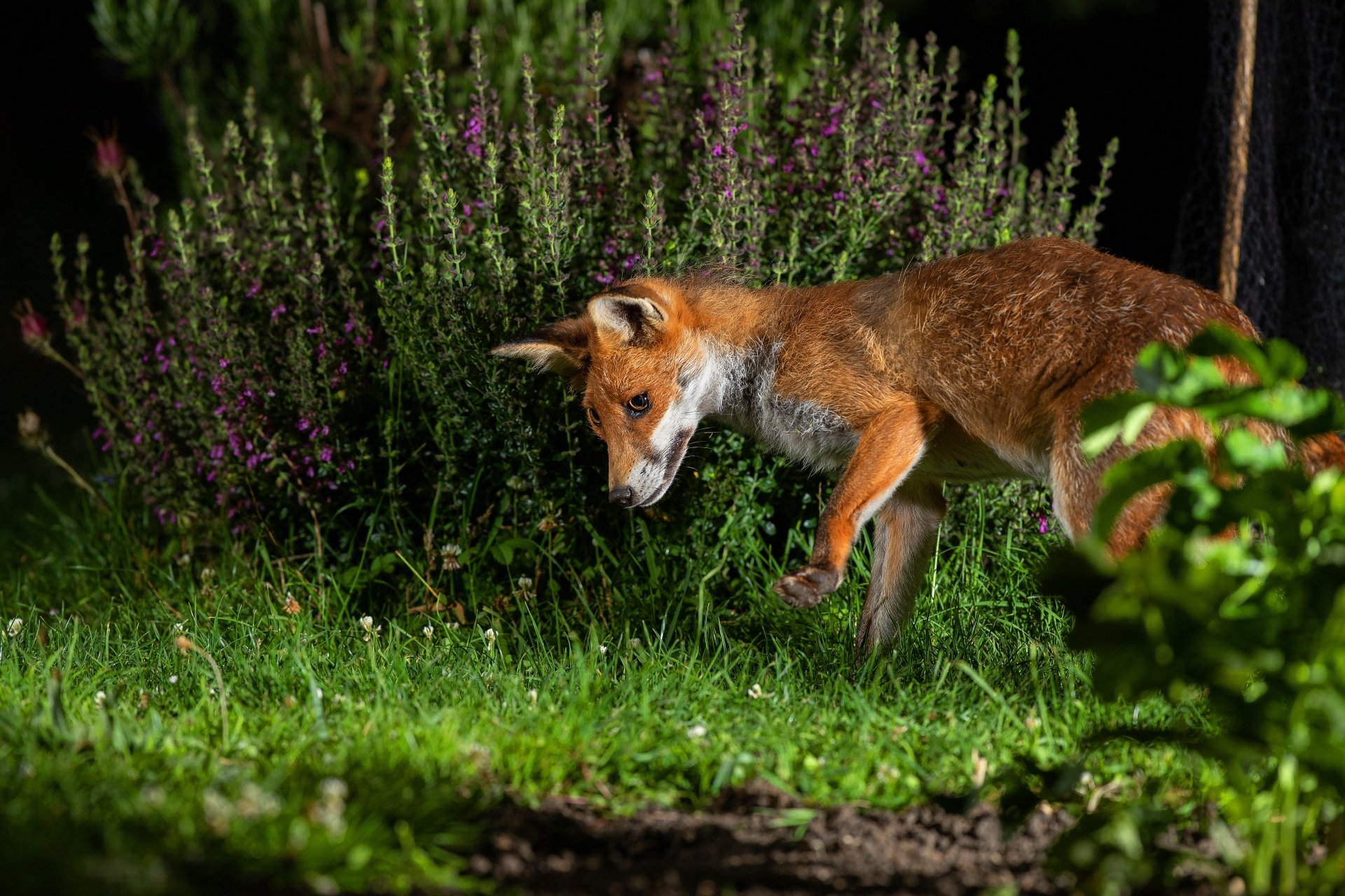 Fox 4k Ultra HD Wallpaper